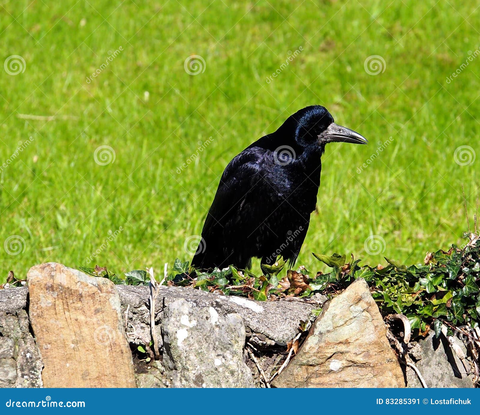 Roek of Corvus Frugilegus stock afbeelding. Image of korvus - 83285391