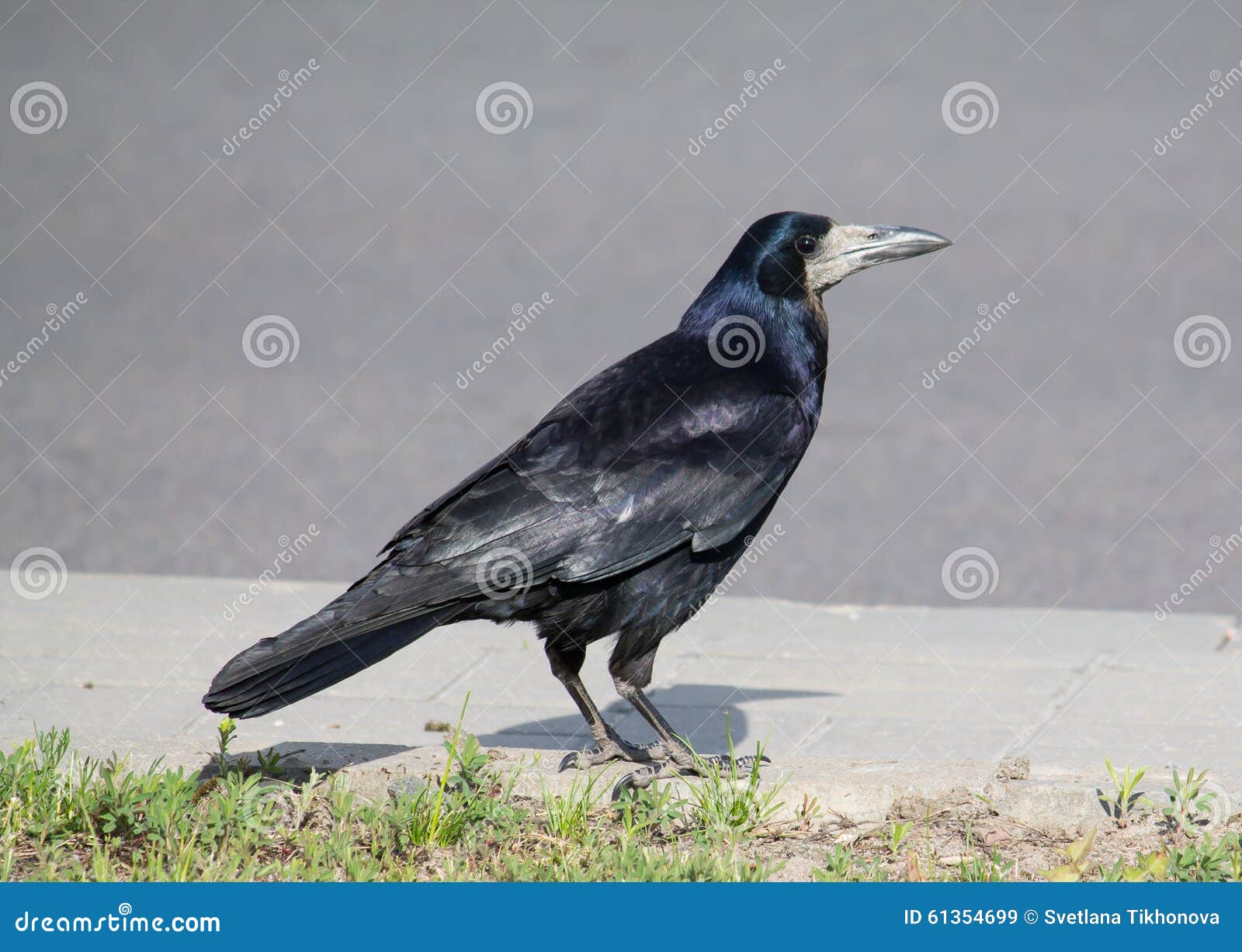 Roek op een bestrating stock afbeelding. Image of zonlicht - 61354699