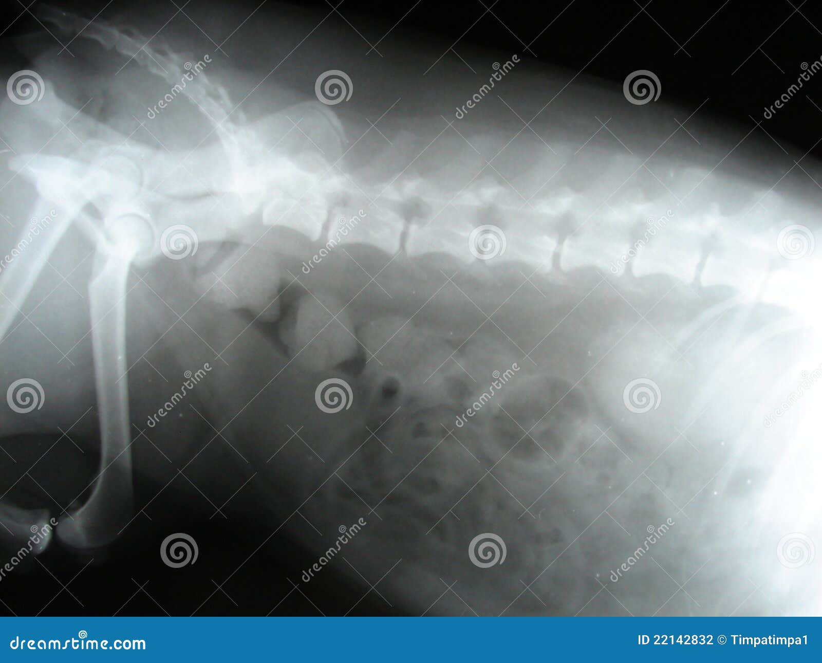 Roentgen Picture Of Abdominal Cavity Of Dog Royalty-Free Stock ...