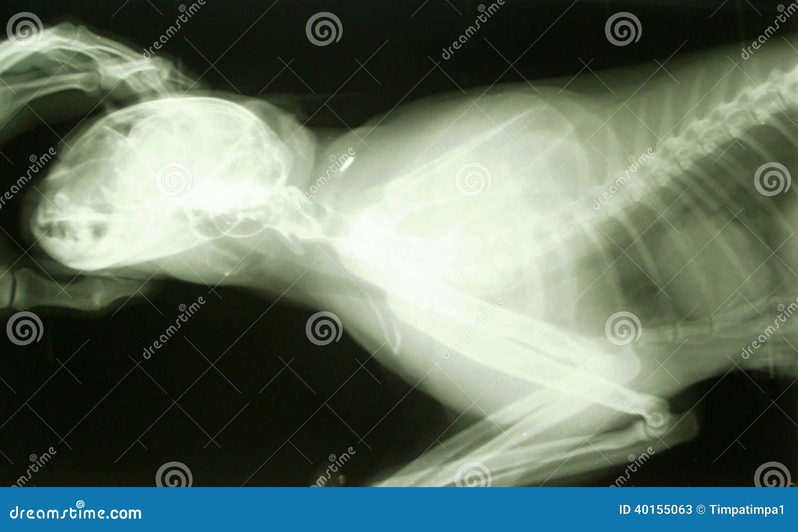 Roentgen Picture of Thorax of Cat. Stock Image - Image of veterinarian ...
