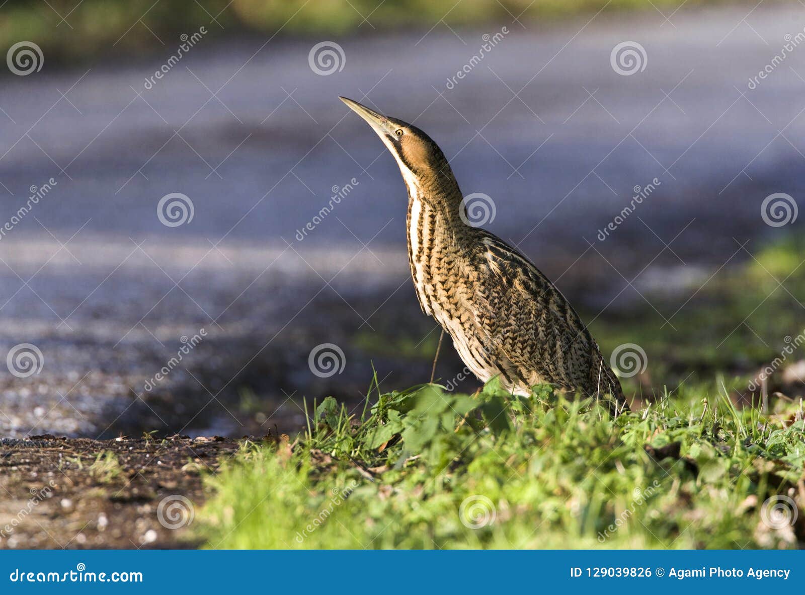 Roerdomp, Eurasian Bittern, Botaurus Stellaris Stock Photo - Image of ...