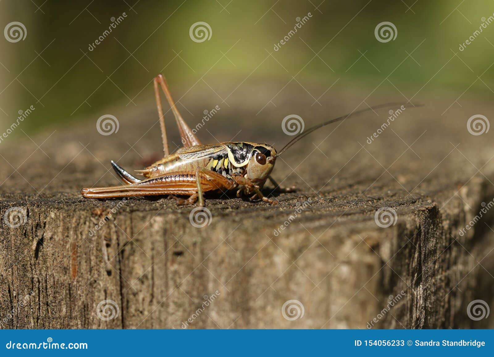 A Beautiful Roesel`s Bush-Cricket, Metrioptera Roeselii, Perching on ... A Beautiful Roesel`s Bush-Cricket, Metrioptera Roeselii, Perching on ...