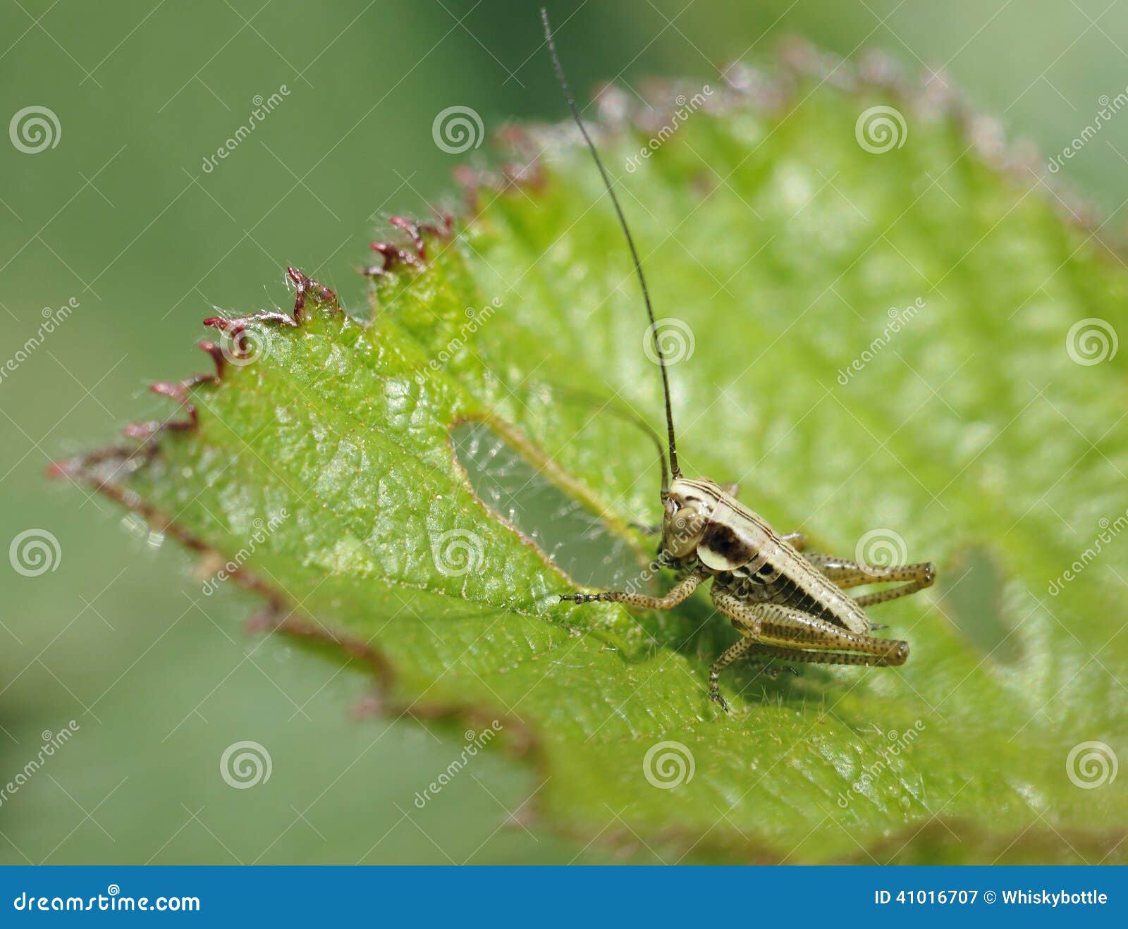 Roesel S Bush-cricket Nymph Stock Image - Image of cricket, cotswold ... Roesel S Bush-cricket Nymph Stock Image - Image of cricket, cotswold ...