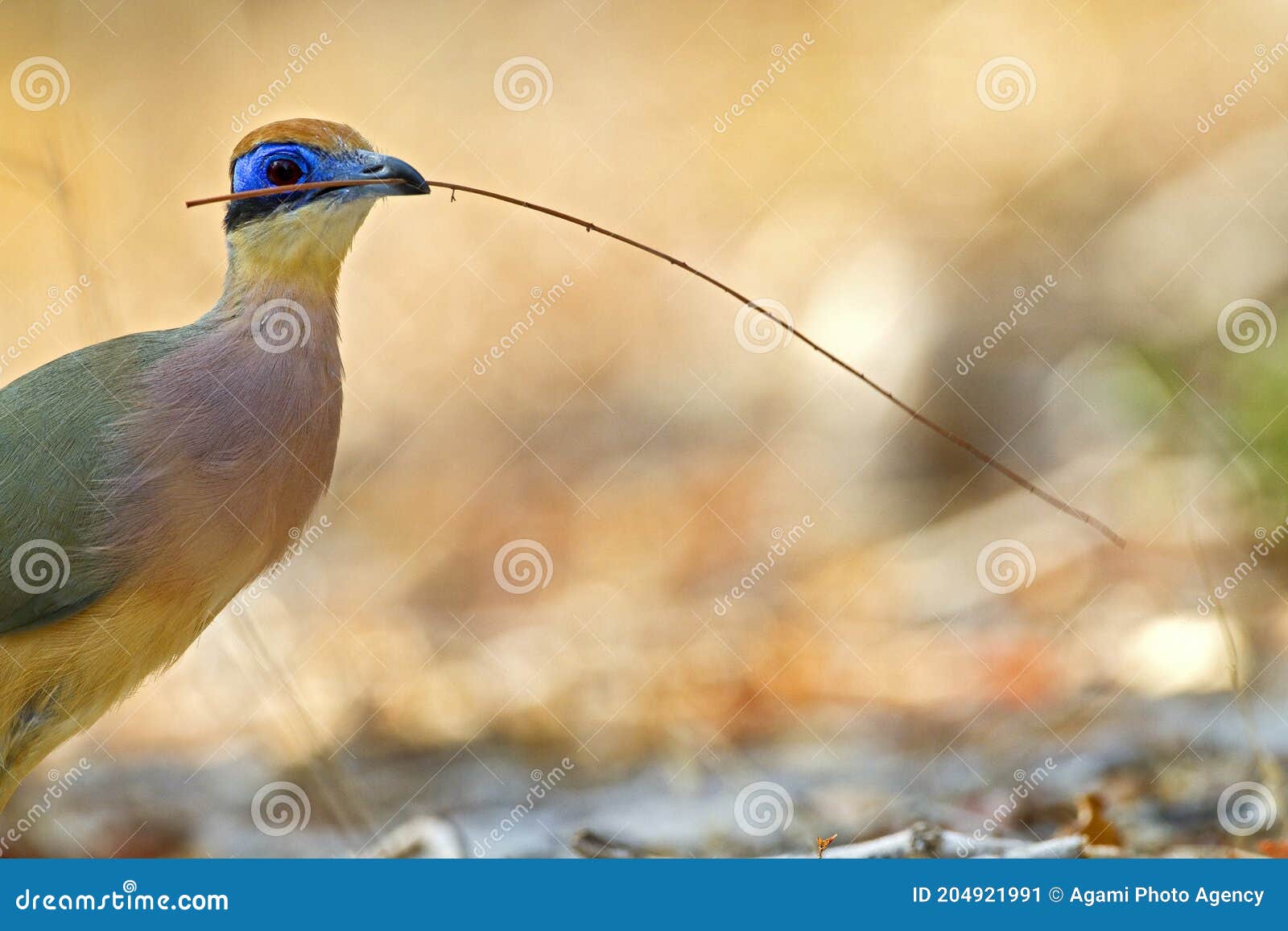 Roestkopcoua, Red-capped Coua, Coua Ruficeps Stock Image - Image of ...