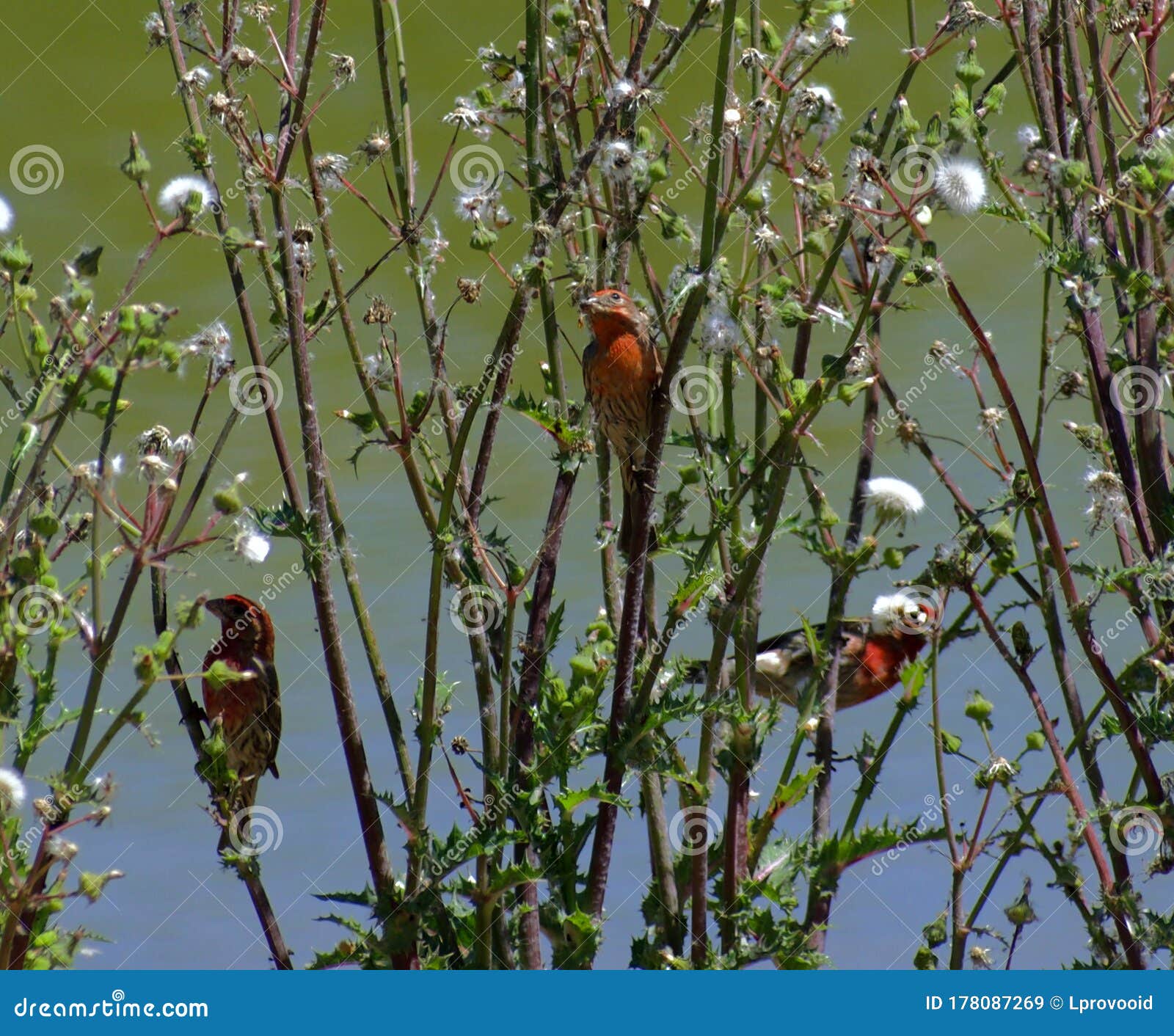 Rofous-Winged Sparrow Family Stock Image - Image of birding, little ...