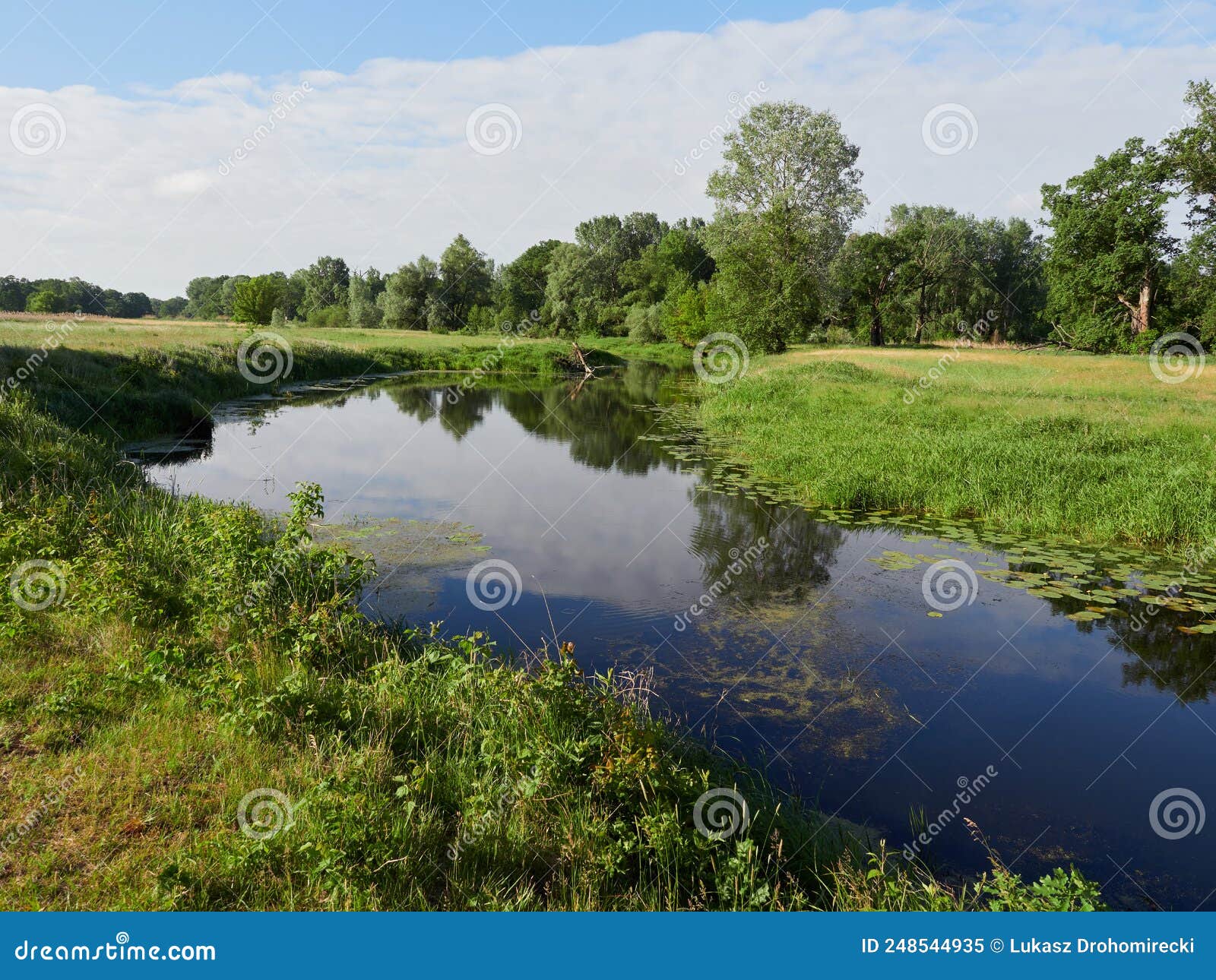 Rogalin Wetlands. the Most Famous Oaks in Poland Stock Image - Image of ...