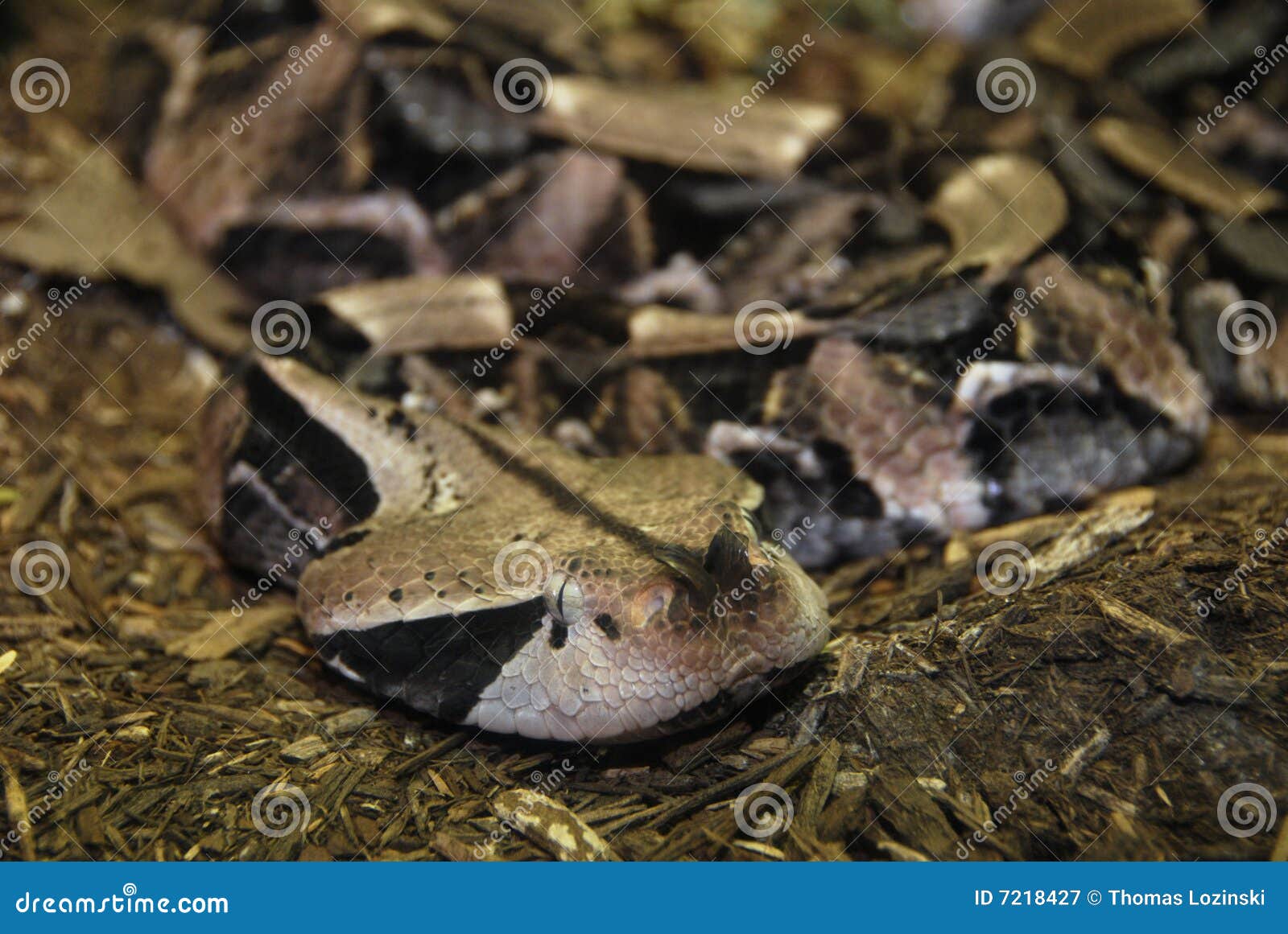 Rogata żmija obraz stock. Obraz złożonej z niebezpieczeństwo - 7218427