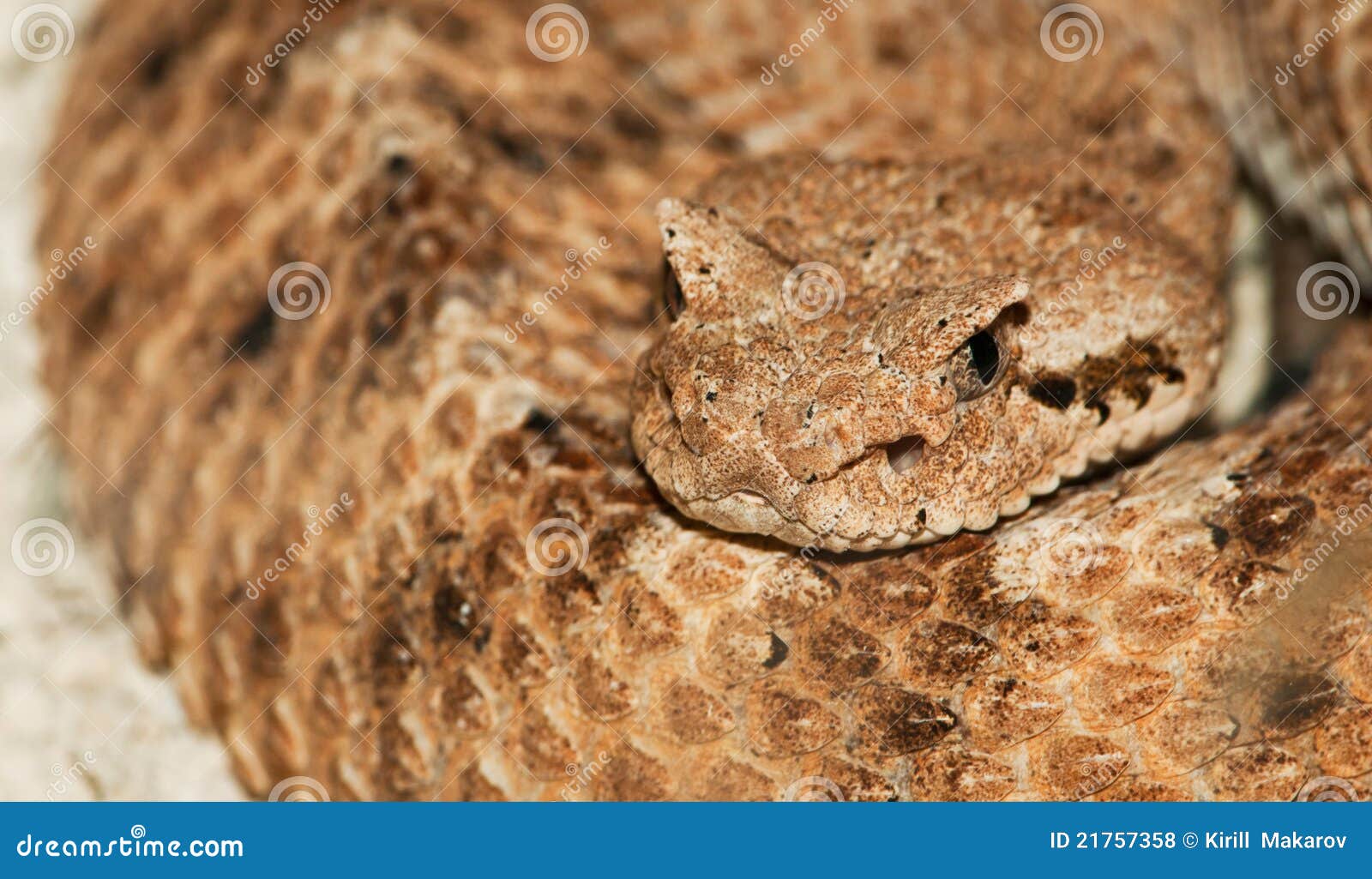 Rogata pustyni żmija zdjęcie stock. Obraz złożonej z istota - 21757358