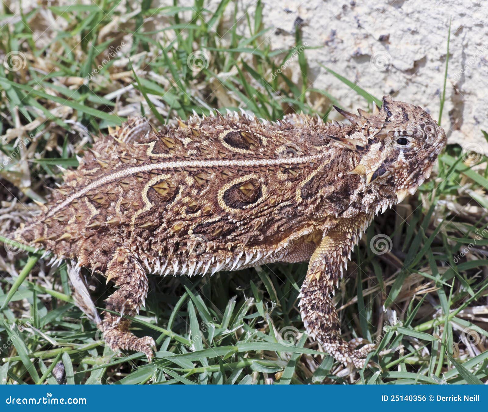 Rogata Trawy Jaszczurka Texas Zdjęcie Stock - Obraz złożonej z trawy ...