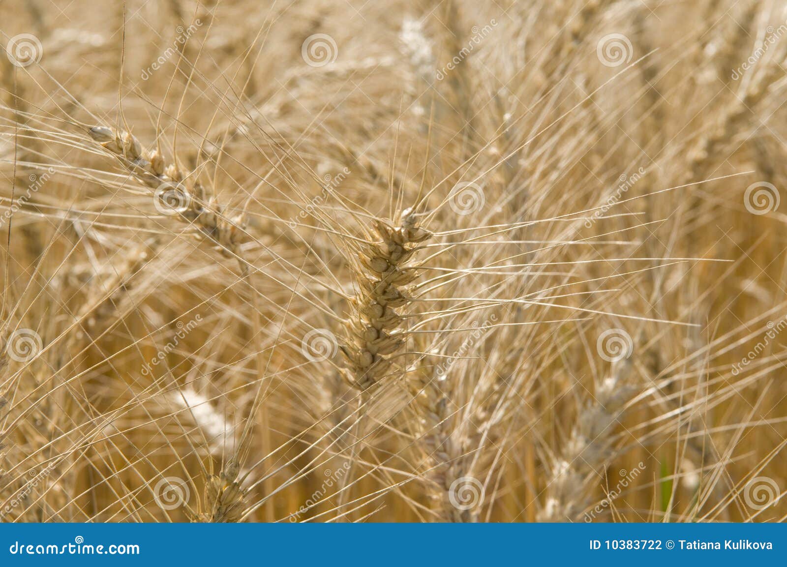 Rogge stock foto. Image of achtergrond, milieu, mooi - 10383722