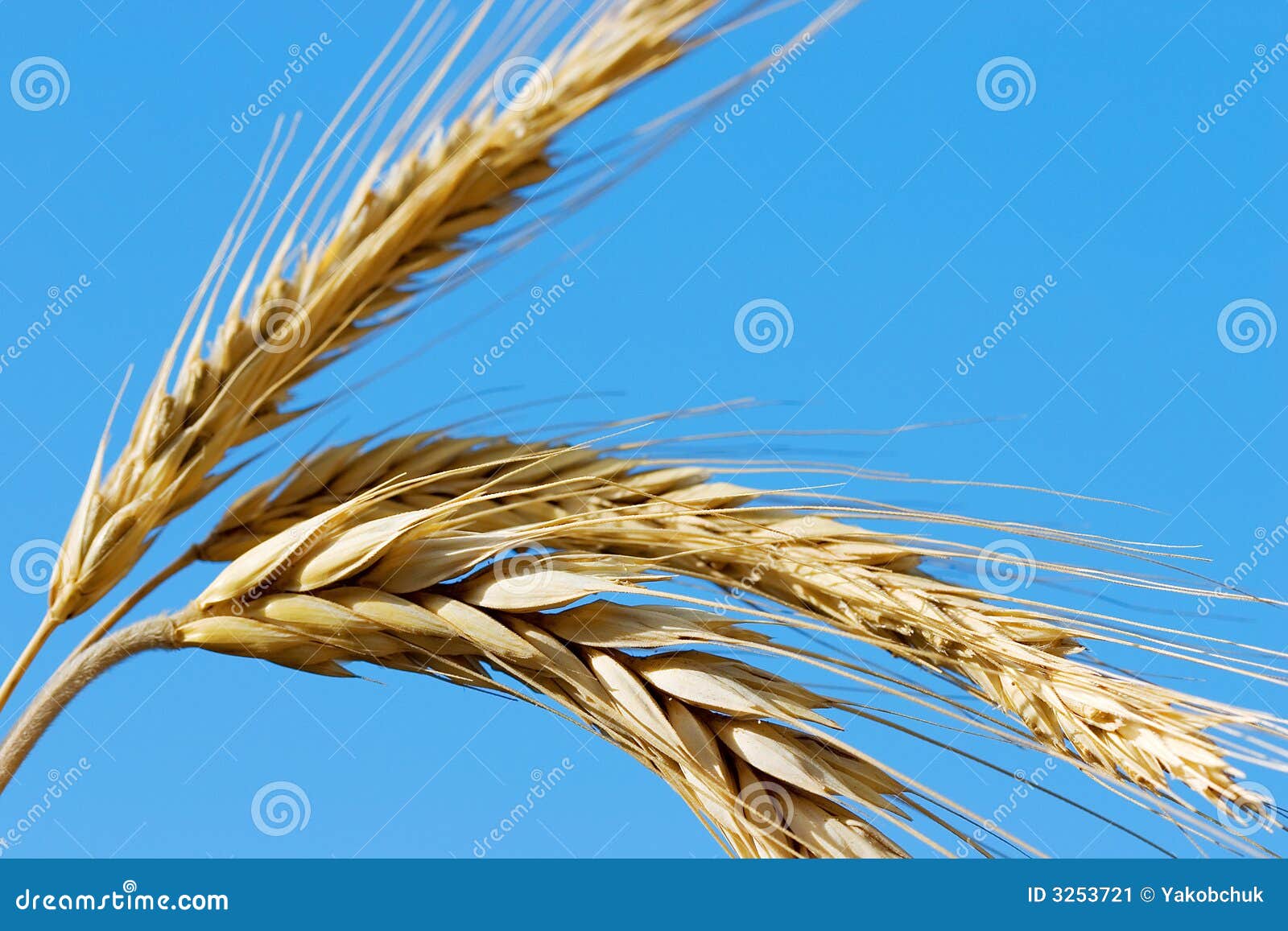 Rogge stock afbeelding. Image of gewas, graan, hemel, oogst - 3253721