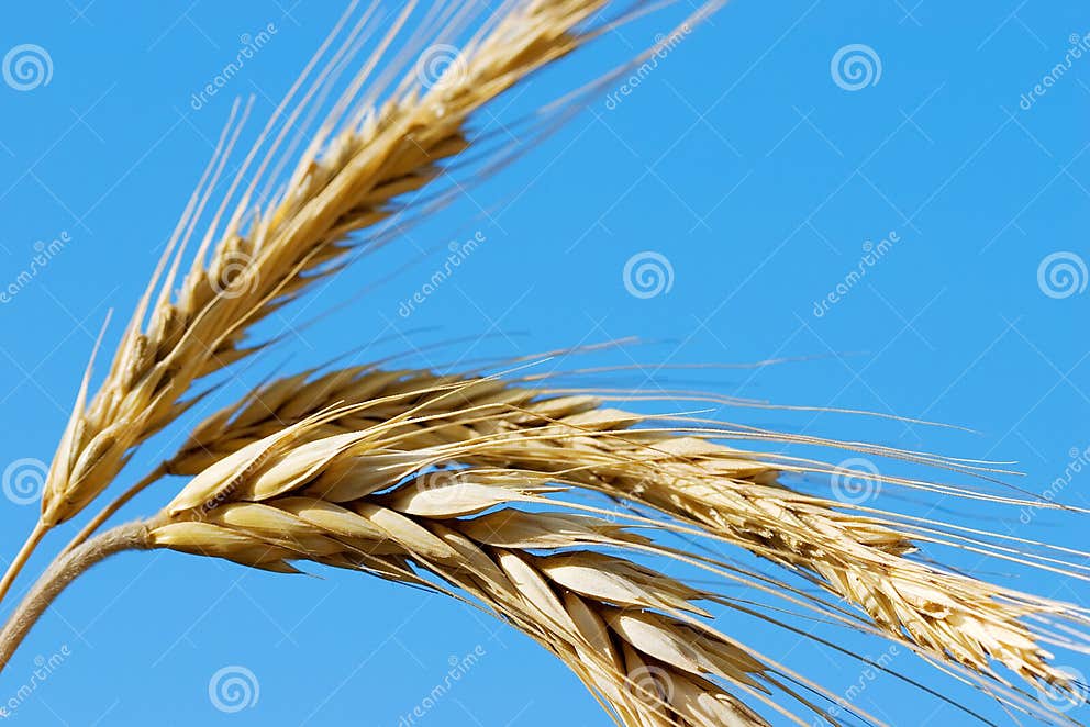 Rogge stock afbeelding. Image of gewas, graan, hemel, oogst - 3253721