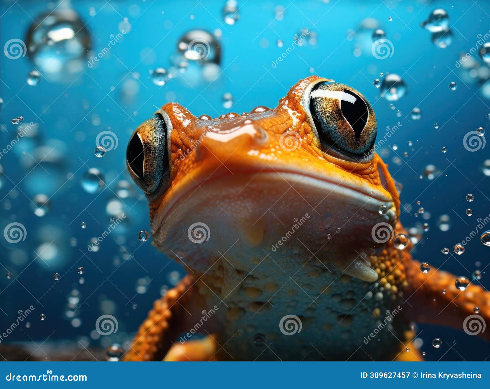 Rogs and lizards cute frog stock image. Image of closeup - 309627457