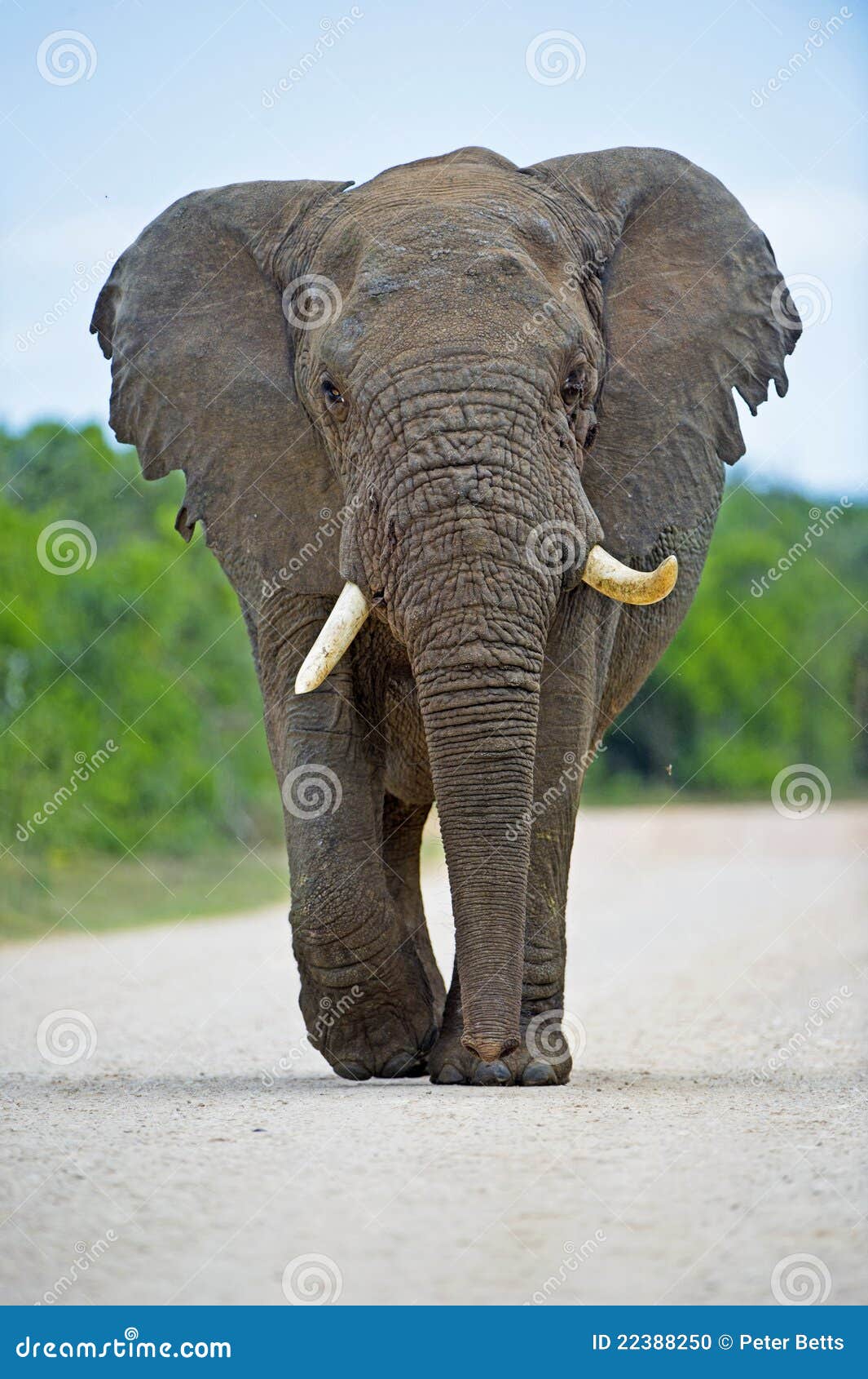 Rogue Elephant stock photo. Image of mammal, park, national - 22388250