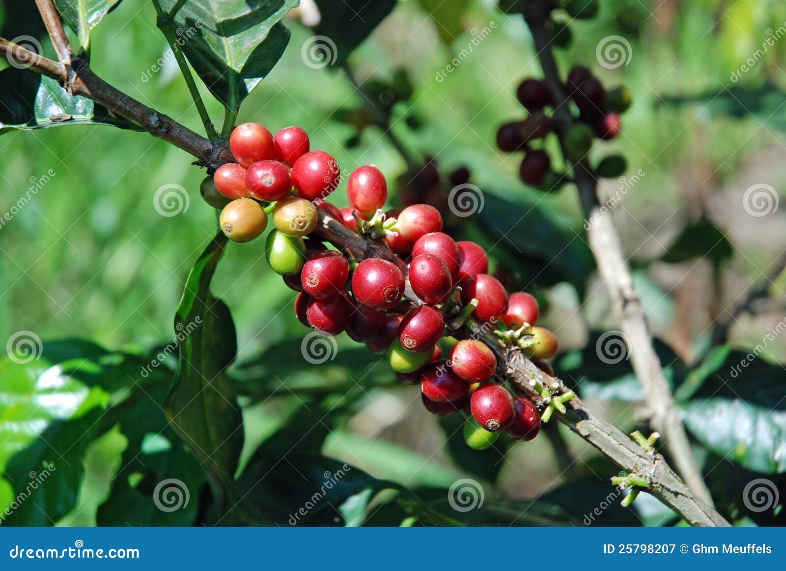 Rohe Kaffeebohnen Zur Kaffeeanlage Stockbild - Bild von bewirtschaften ...