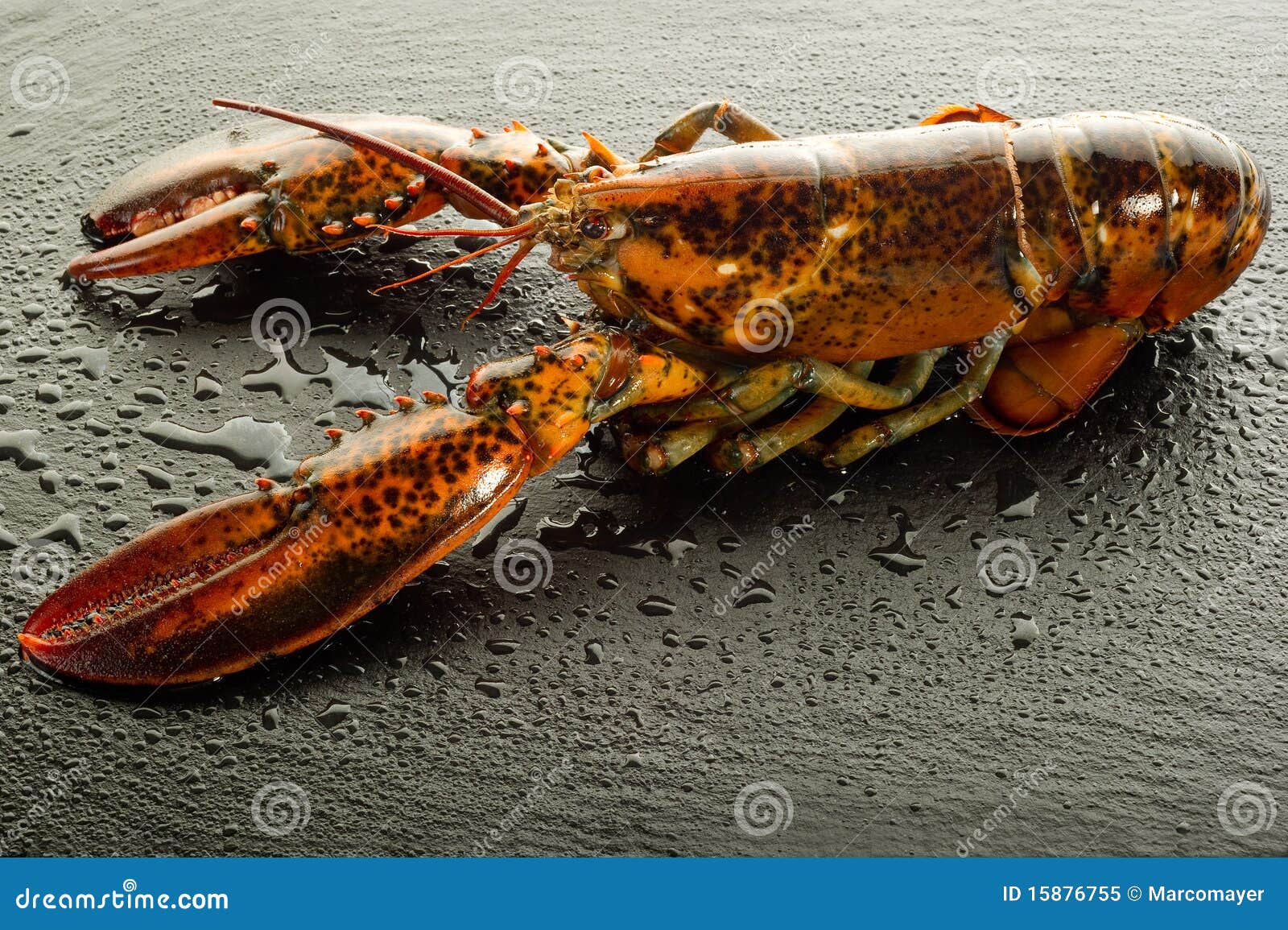 Roher Hummer stockbild. Bild von gesund, tropfen, atlantisch - 15876755