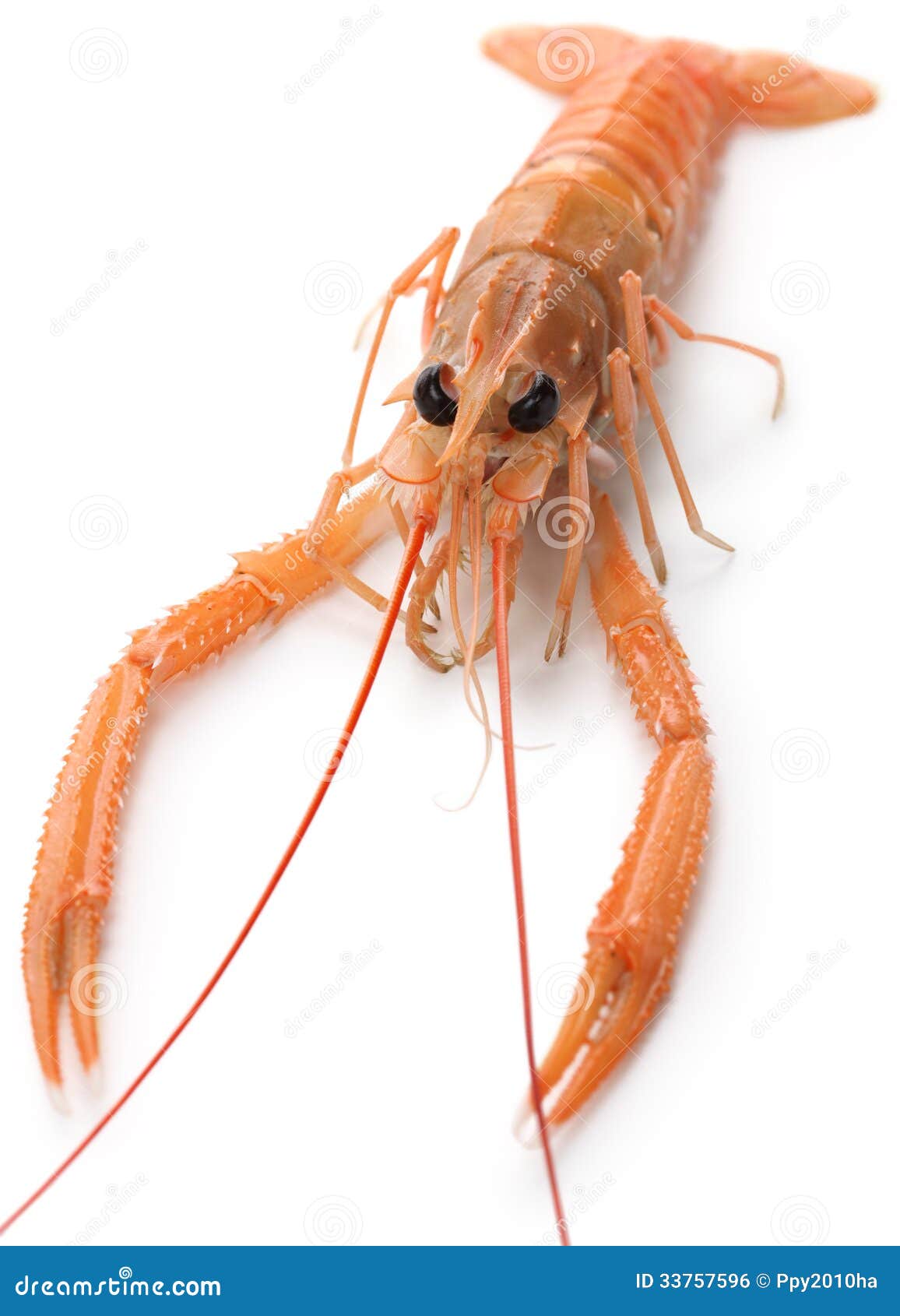 Roher Scampi stockfoto. Bild von nahrung, einzeln, getrennt - 33757596