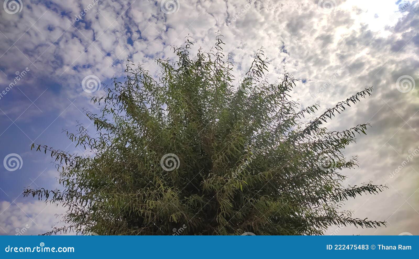 Tecomella Undulata Rohida Tree with Cloudy Sky Background Stock Image ...