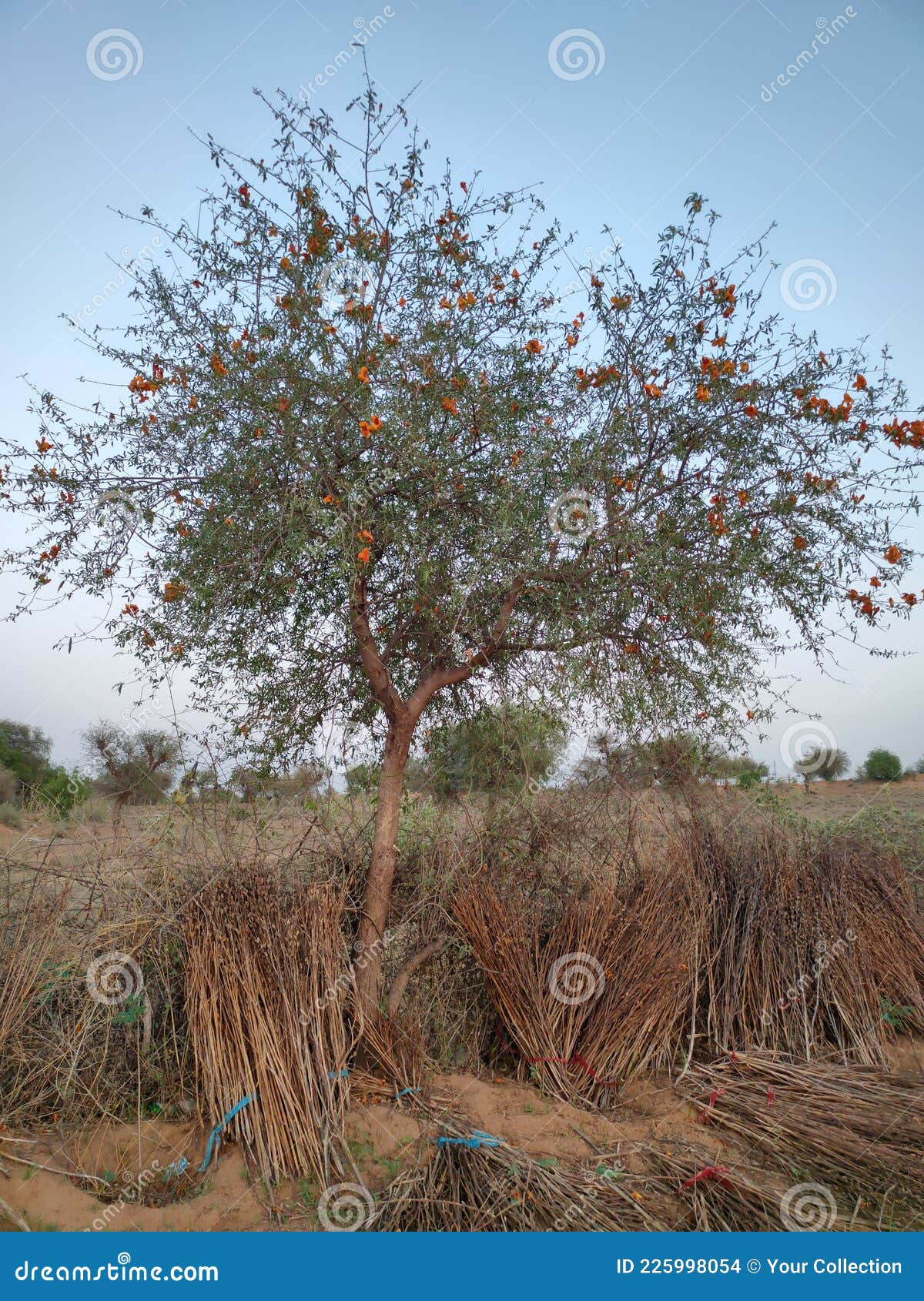 Rohida Tree Rajasthan India Foto de archivo - Imagen de suelo, plantas ...