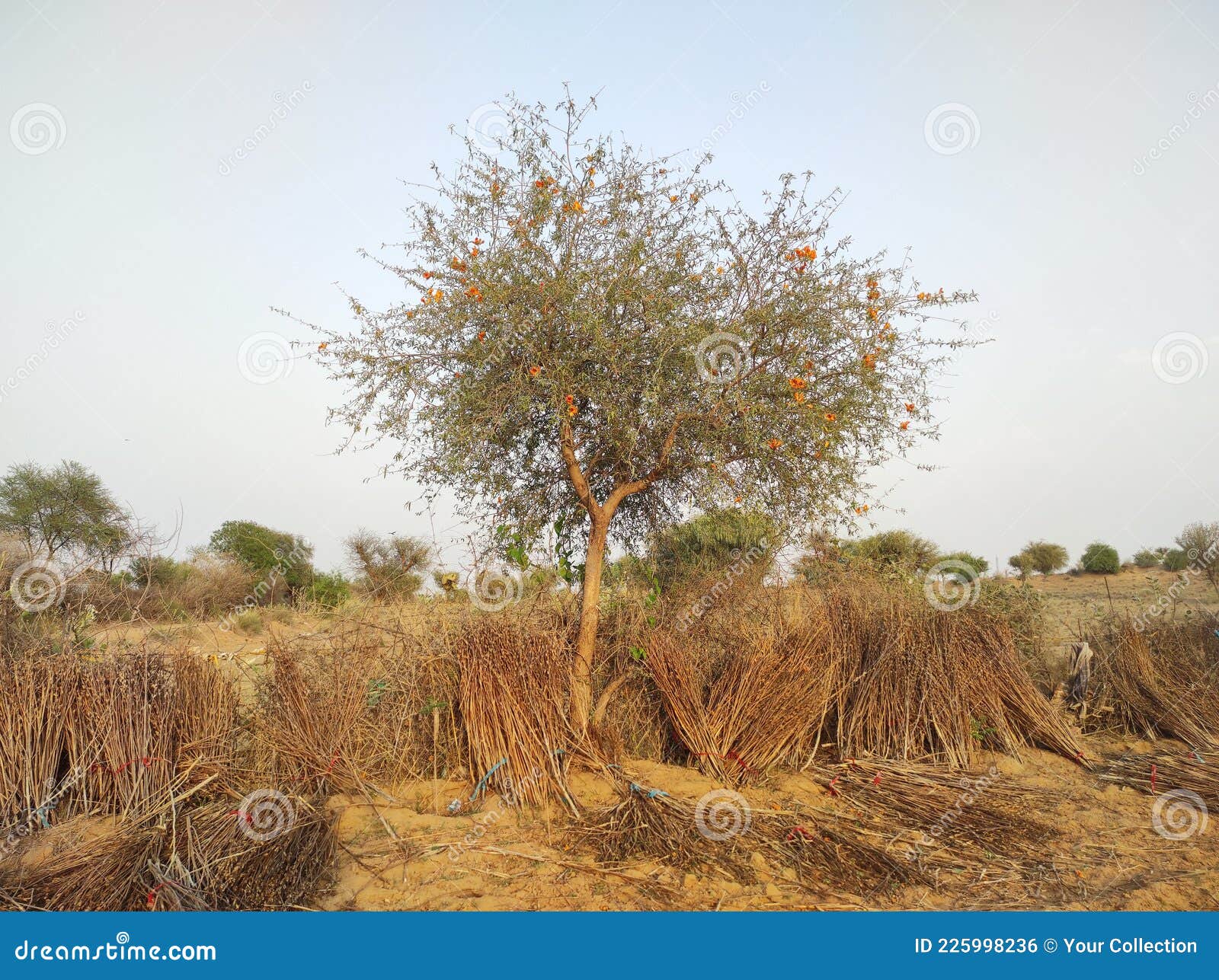 Rohida Tree Rajasthan India Foto de archivo - Imagen de suelo, desierto ...