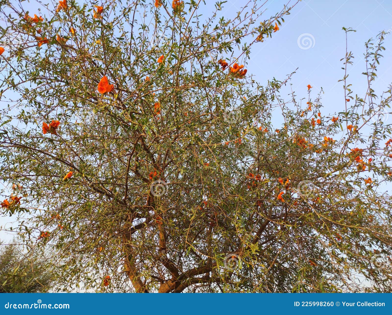 Rohida Trees, Rajasthan, India Stock Photo - Image of branch, autumn ...