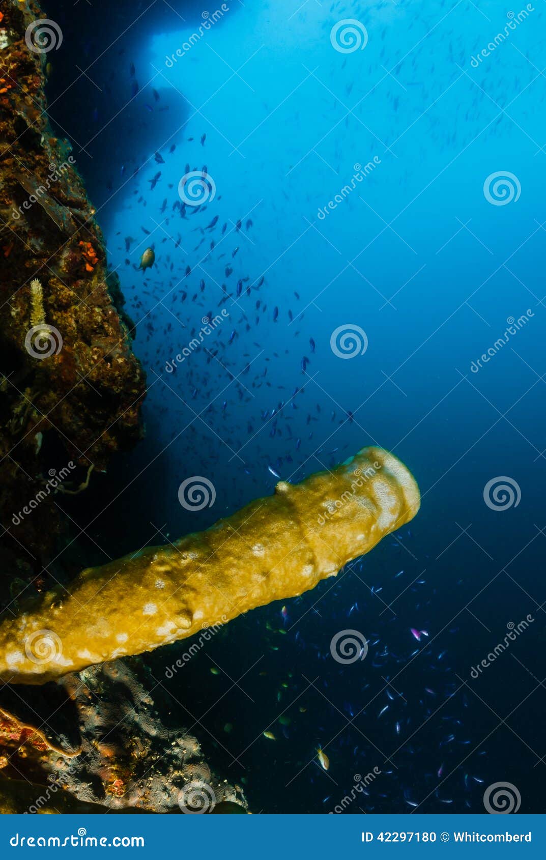 Rohrschwamm Auf Einer Riffwand Stockfoto - Bild von umgebung, meer ...