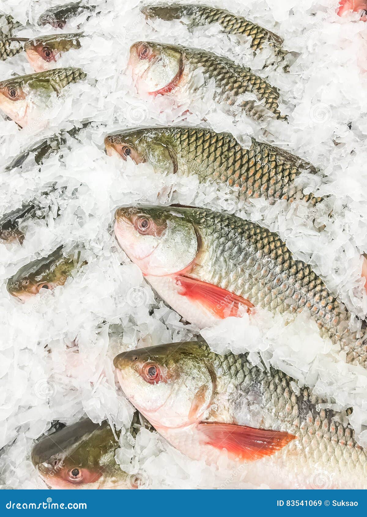 Rohu fish fresh stock image. Image of nutrition, healthy - 83541069