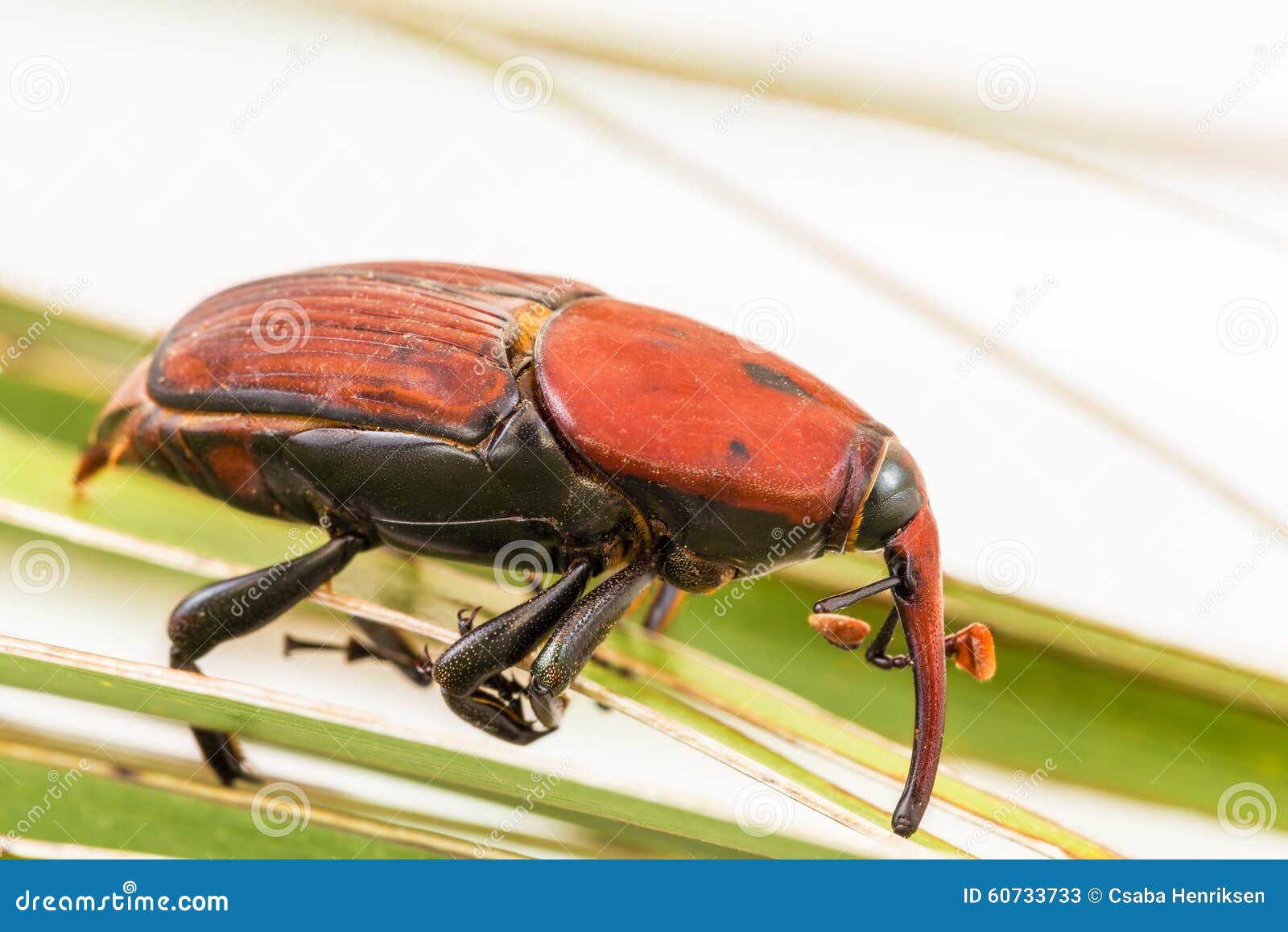 Picudo Fotos de stock - Fotos libres de regalías de Dreamstime