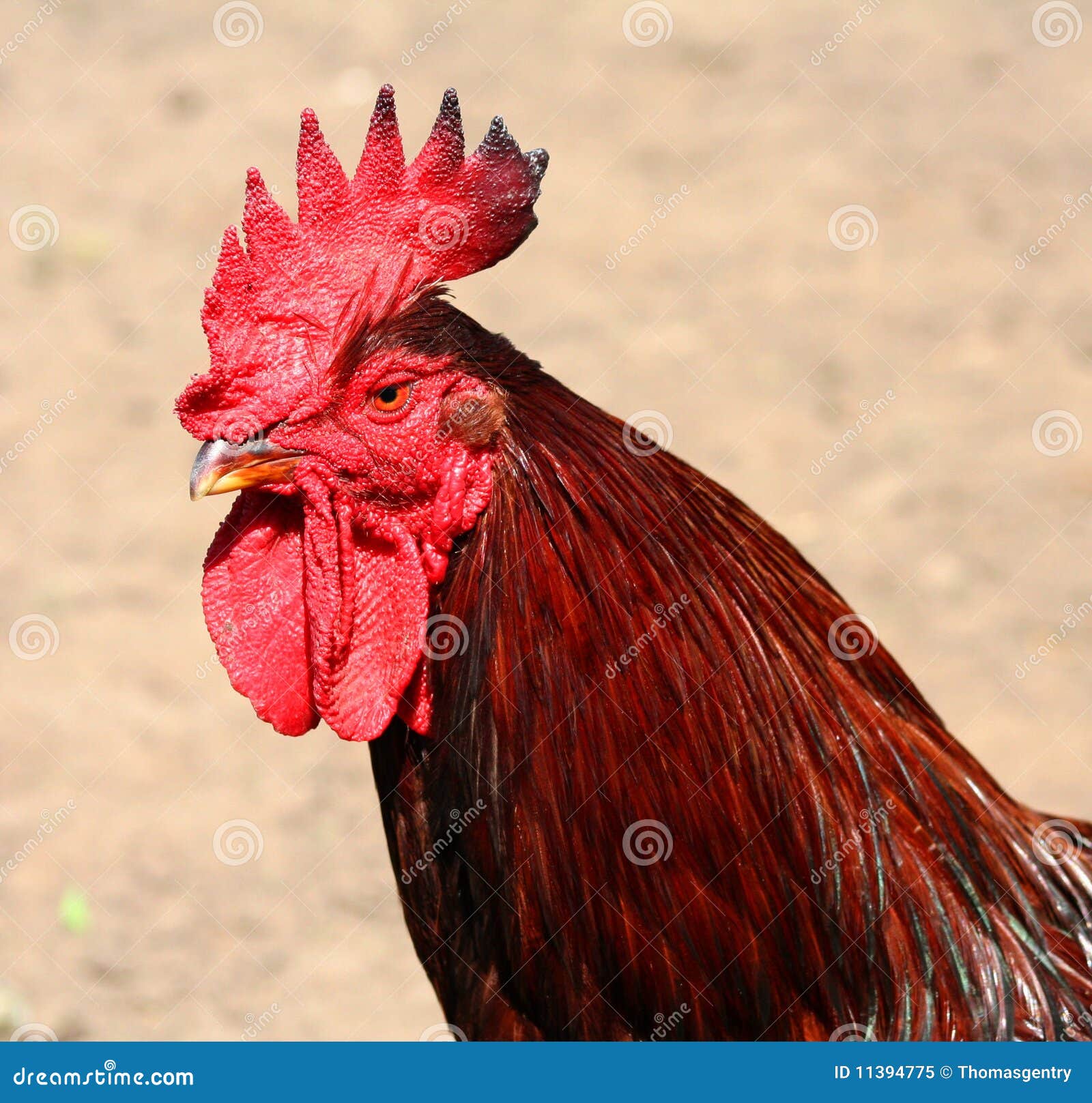 Rojo de Rhode Island imagen de archivo. Imagen de gallo - 11394775