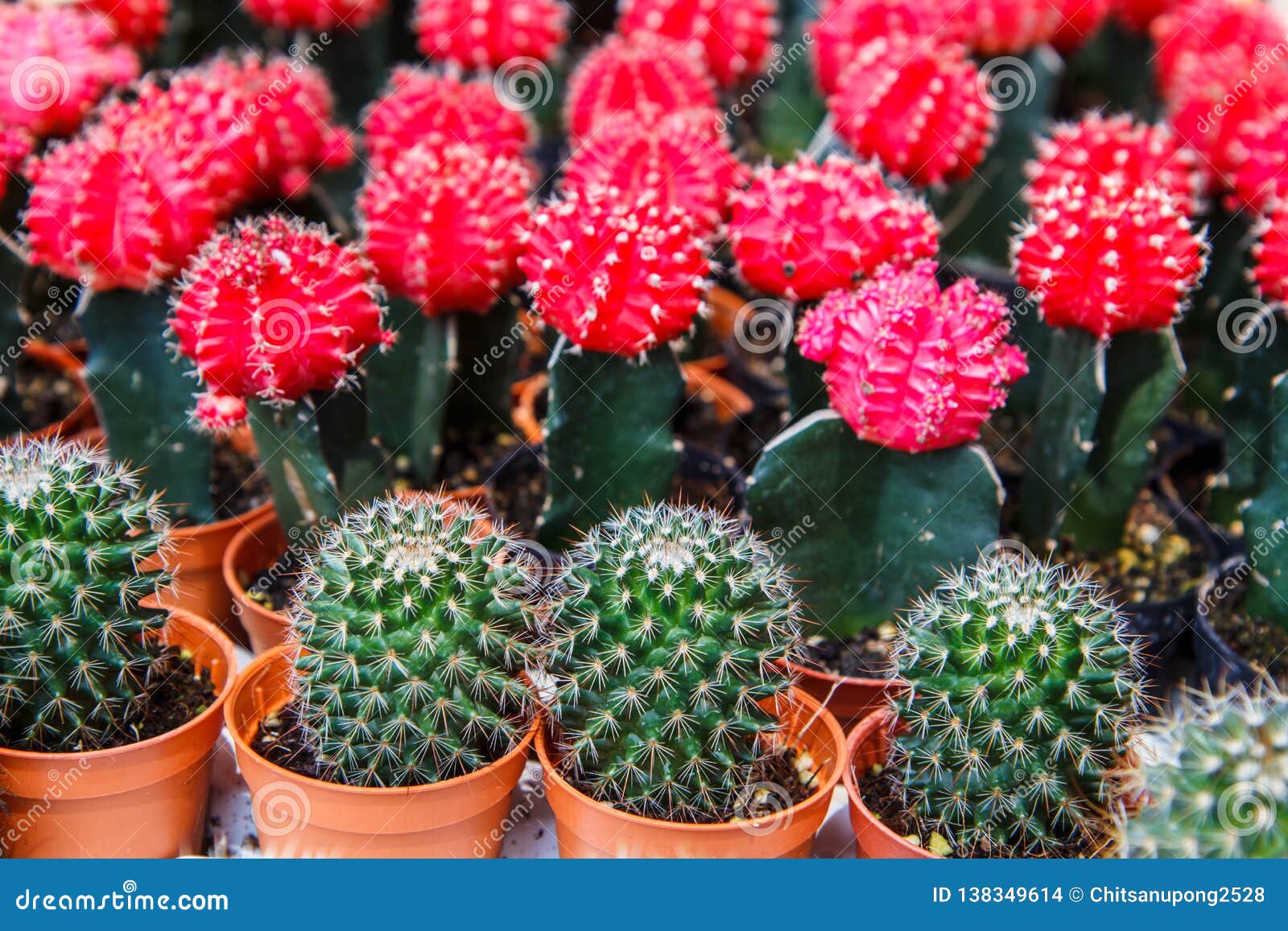 Rojo del color del cactus foto de archivo. Imagen de cubo - 138349614