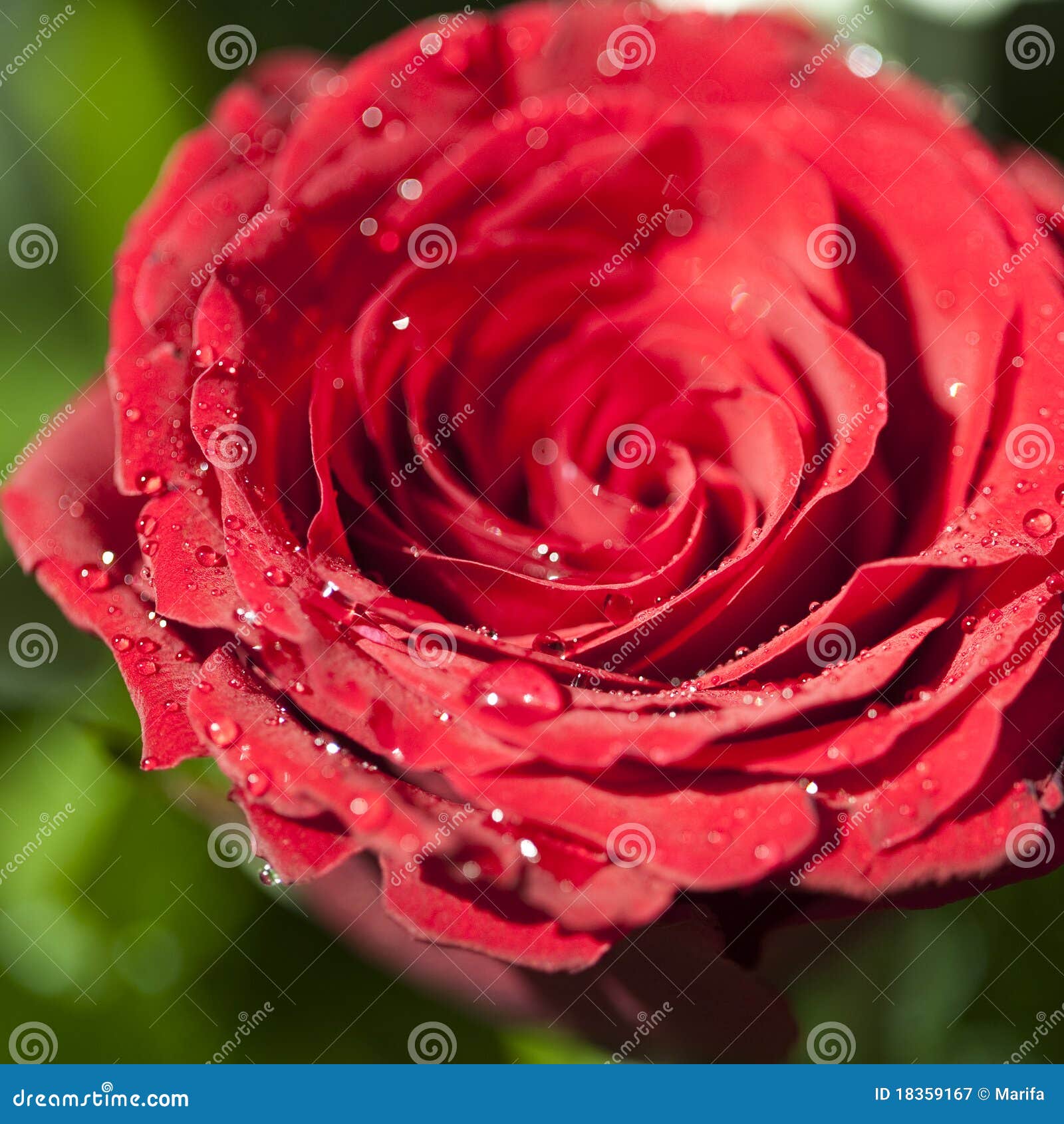 Rojo oscuro se levantó imagen de archivo. Imagen de capas - 18359167