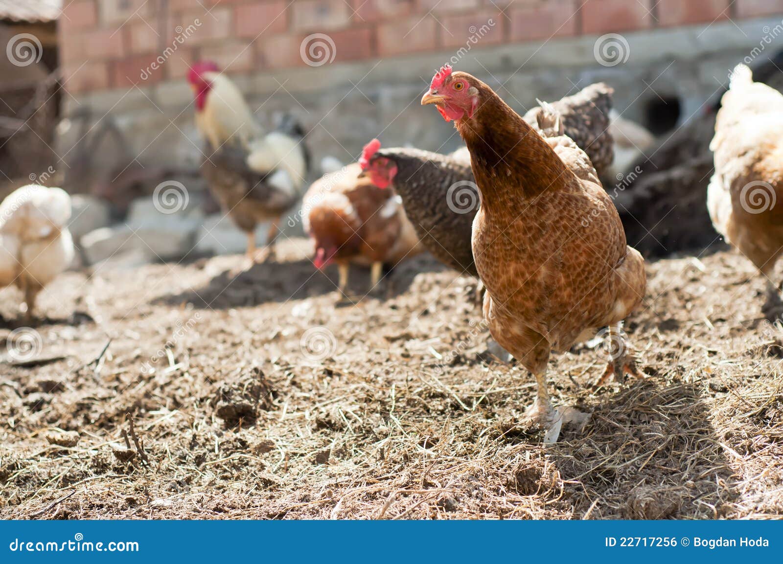 Rojo, Pollo De La Granja Que Busca El Alimento Foto de archivo - Imagen ...