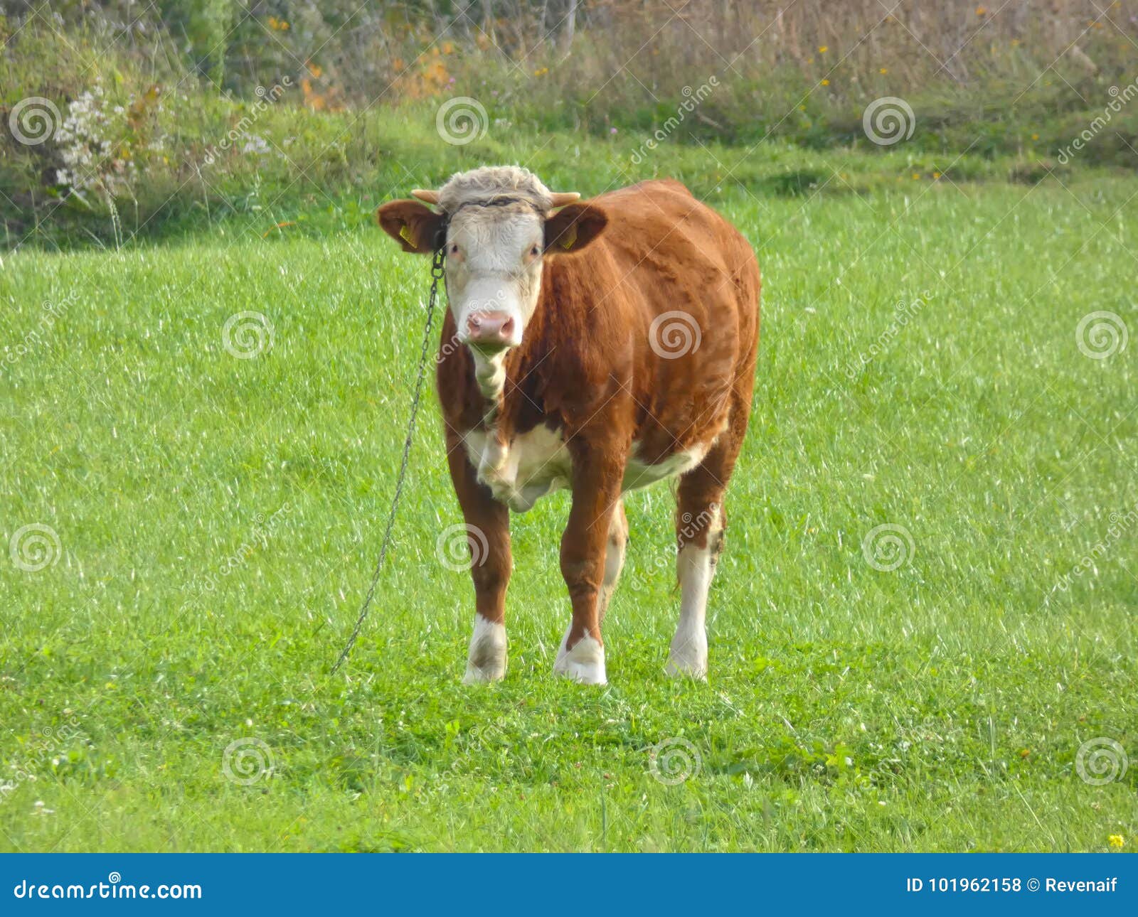 Rojo y blanco de la vaca foto de archivo. Imagen de vaca - 101962158