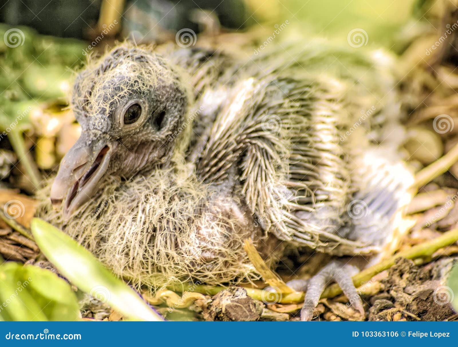 Rola do bebê foto de stock. Imagem de espanha, exterior - 103363106