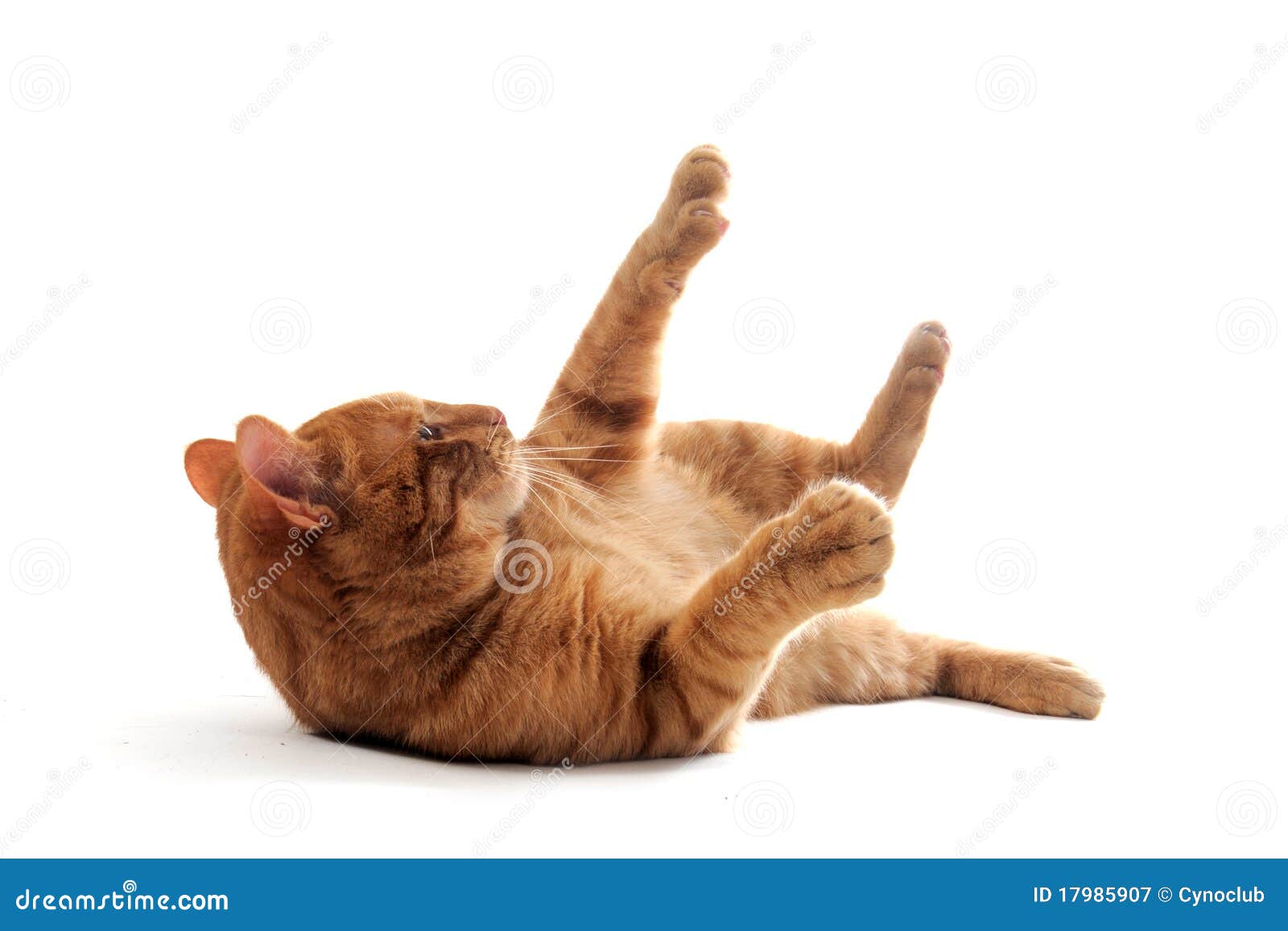Rolamento do gato sobre imagem de stock. Imagem de pata - 17985907