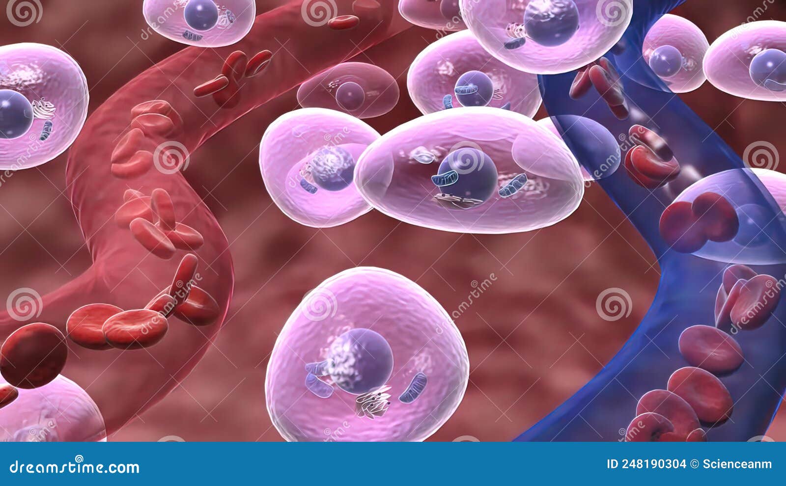 The Role of Macrophage in the Immune System Stock Illustration ...