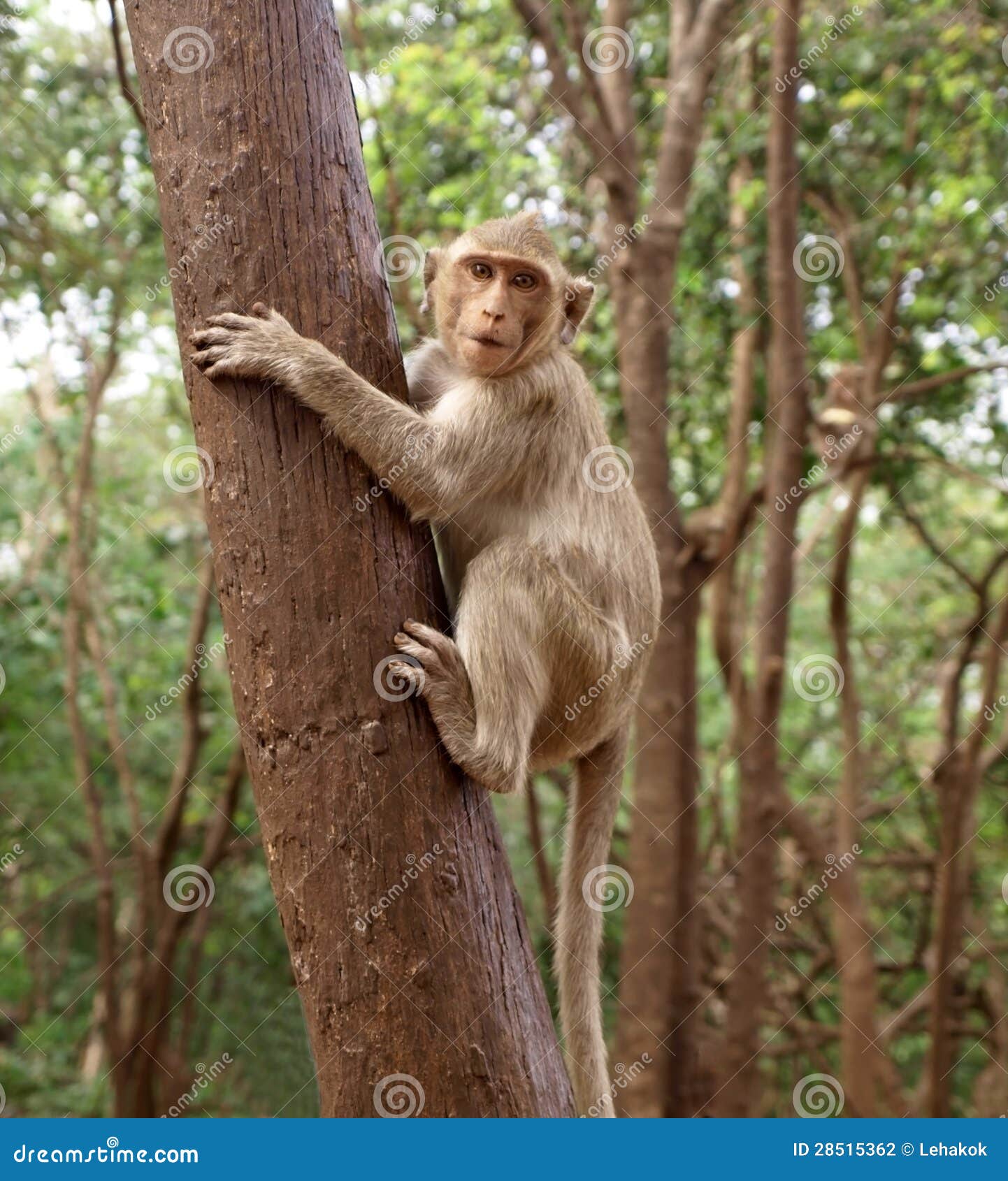 Rolig apa arkivfoto. Bild av rhesusapa, anatomier, kalv - 28515362