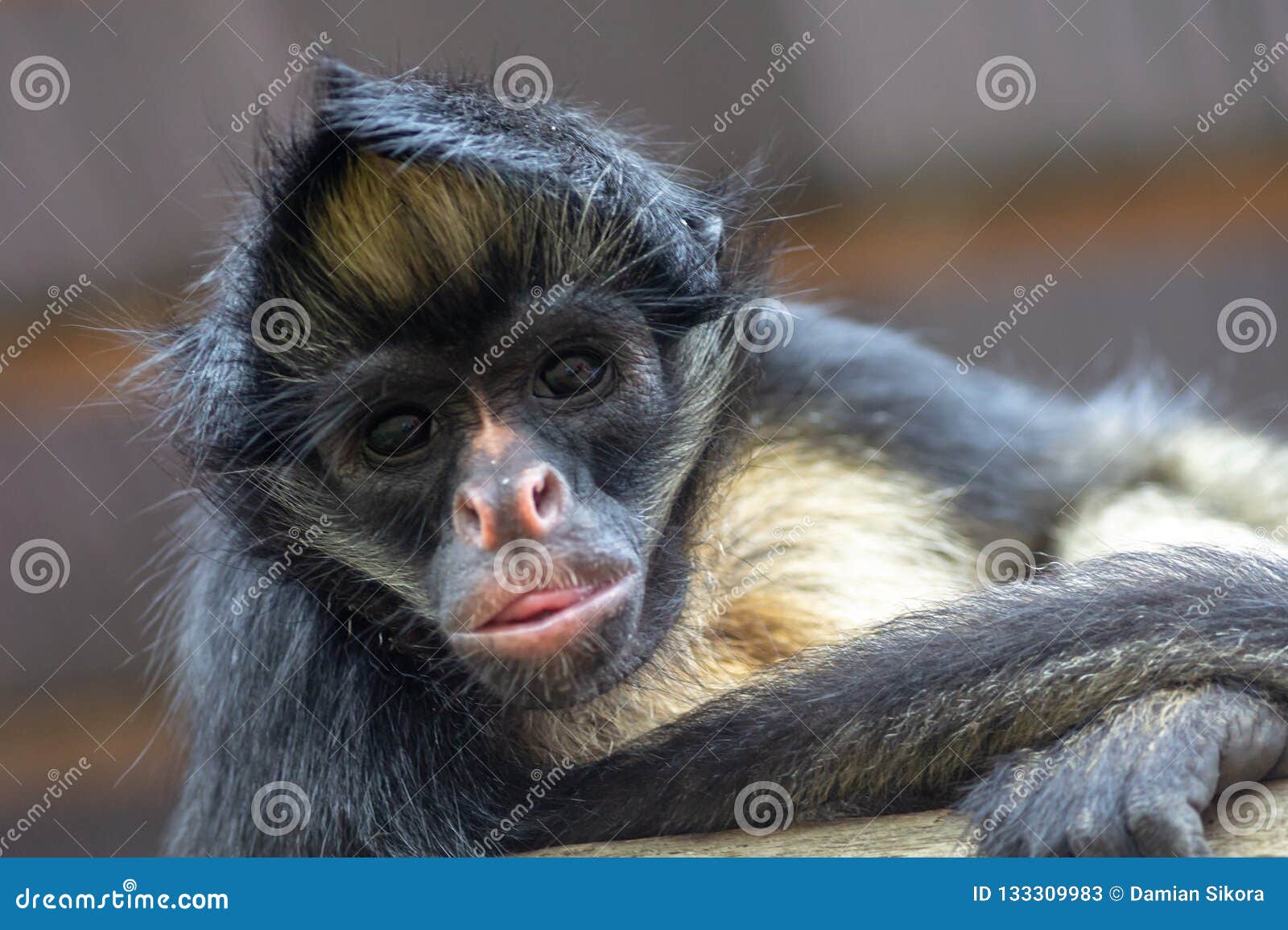 Rolig Apa Som Visar En Tunga Fotografering för Bildbyråer - Bild av ...