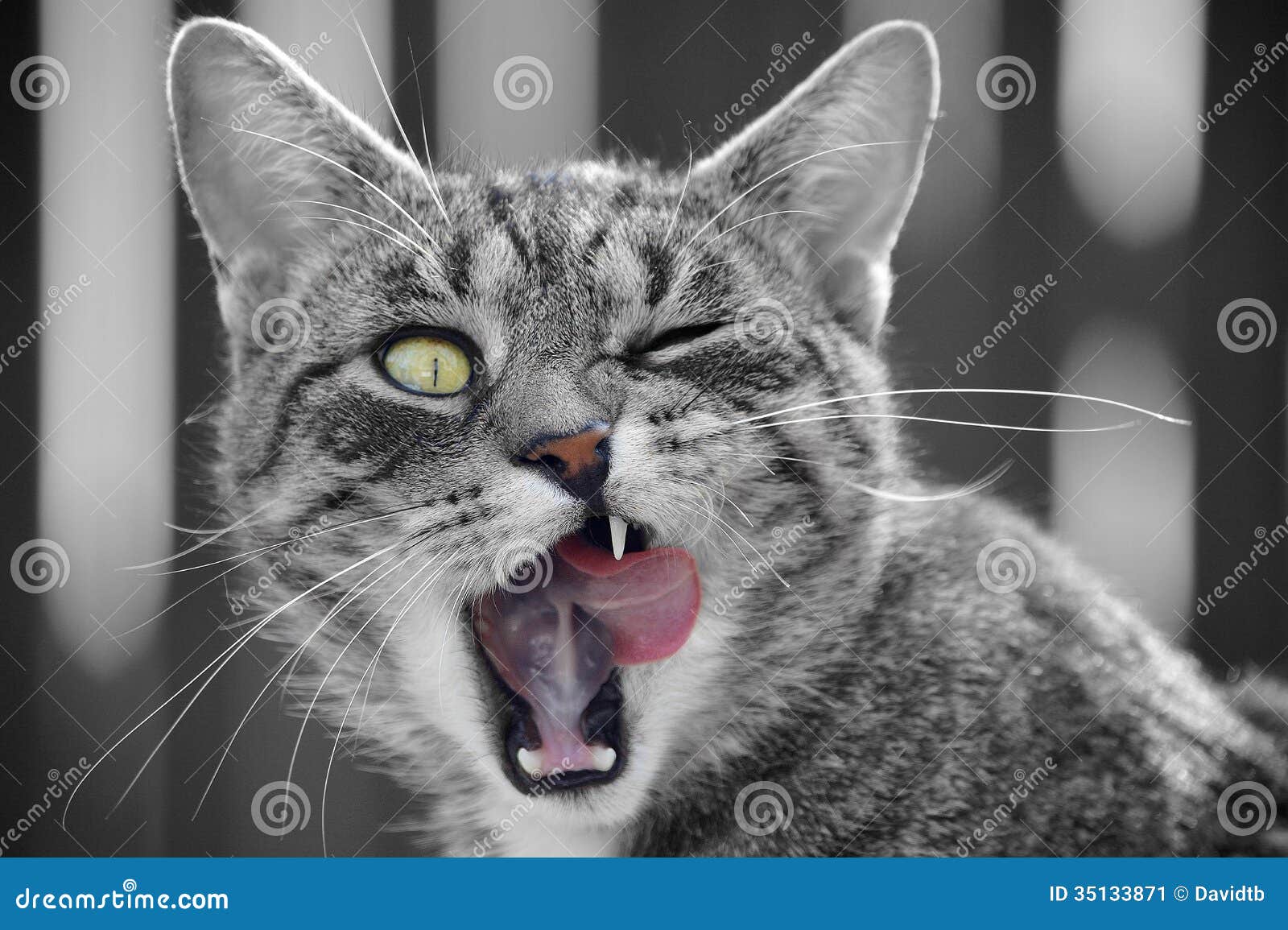 Rolig katt fotografering för bildbyråer. Bild av roligt - 35133871