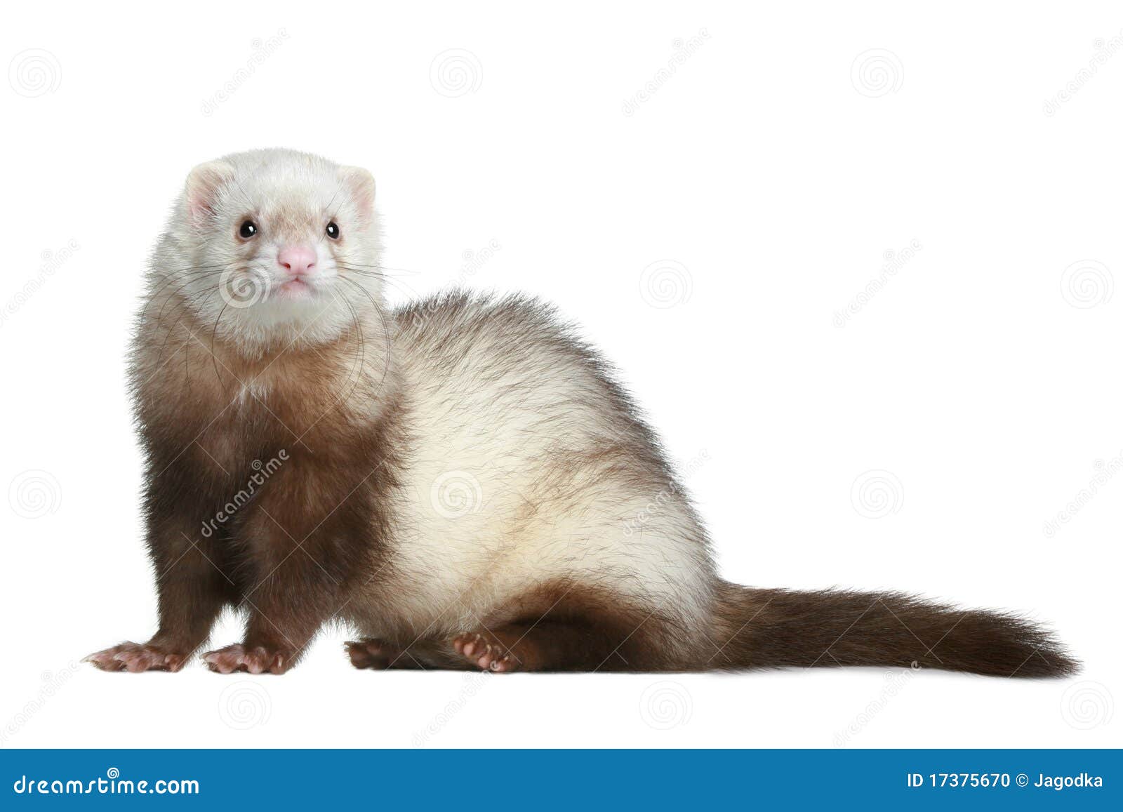 Rolig vessla arkivfoto. Bild av fitta, vessla, varelse - 17375670