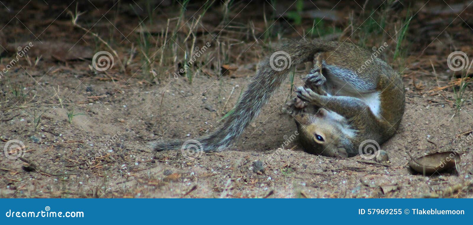 Roll in ball- Squirrel stock image. Image of tail, funny - 57969255
