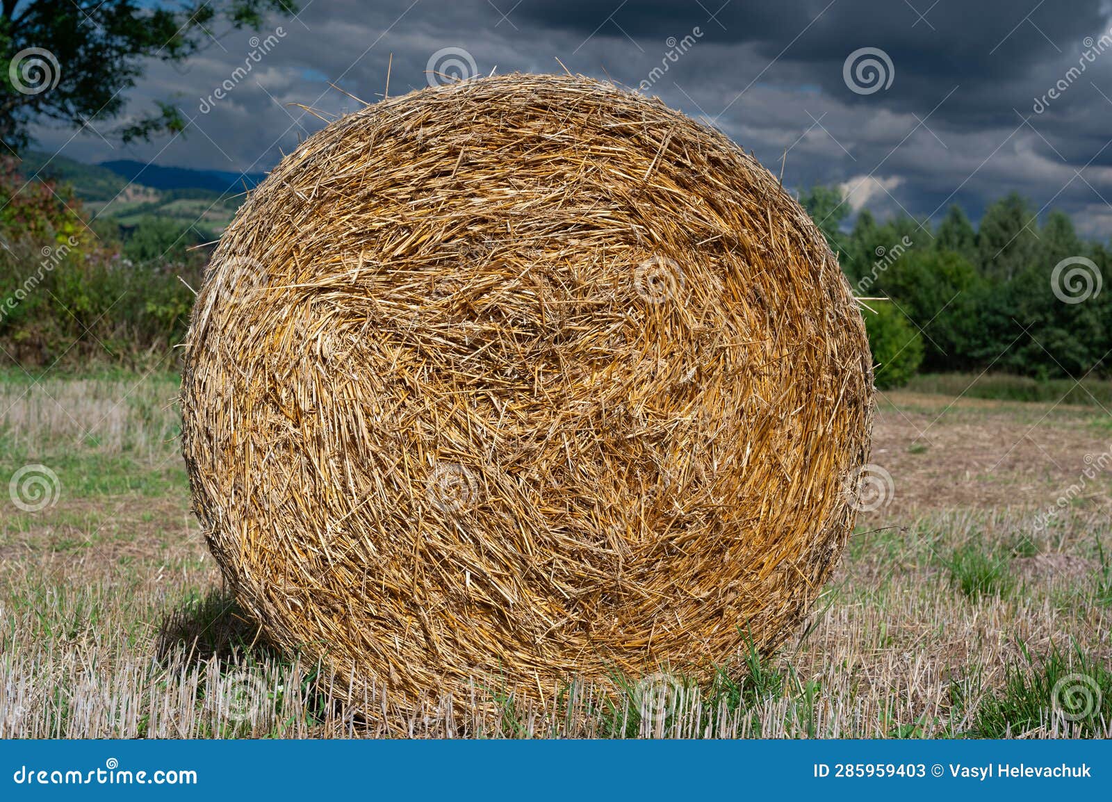 Roll of Dry Hay Lying on the Background of Forest Stock Image - Image ...