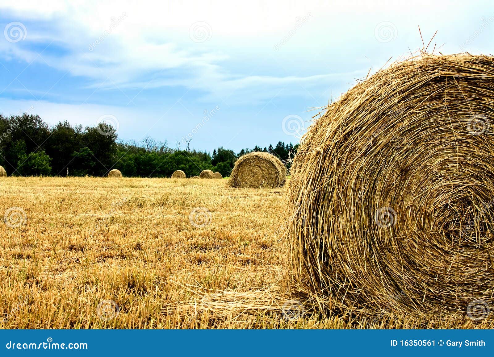 Roll of Hay stock image. Image of trees, seasons, agriculture - 16350561