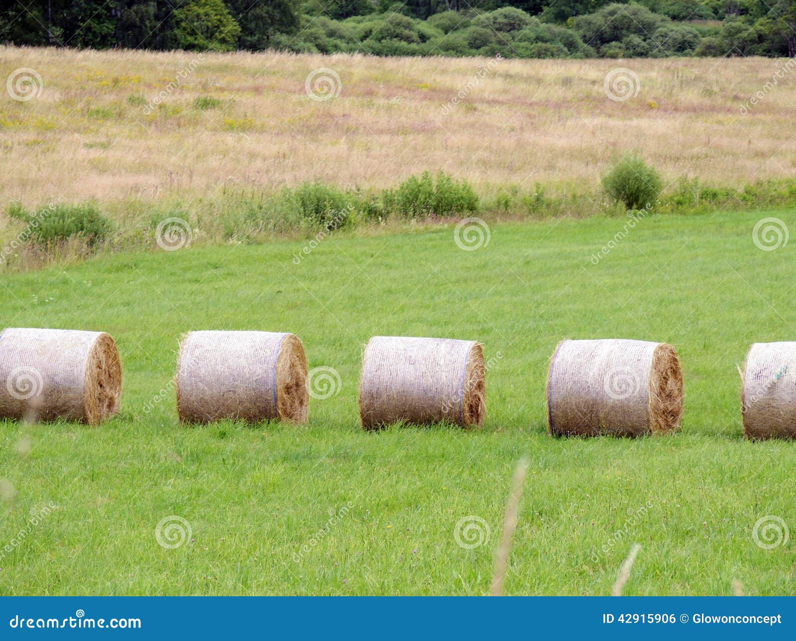 Roll of hay on the farm stock photo. Image of bale, farm - 42915906