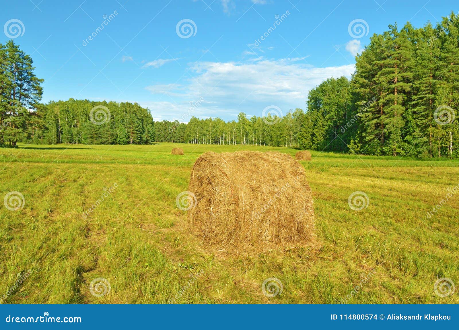 Roll in the Hay in the Field. Stock Photo - Image of wheat, harvest ...