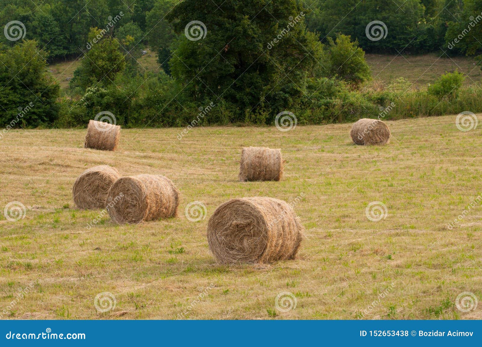 Roll of Haystack in a Meadow.Nature Stock Photo - Image of farming ...
