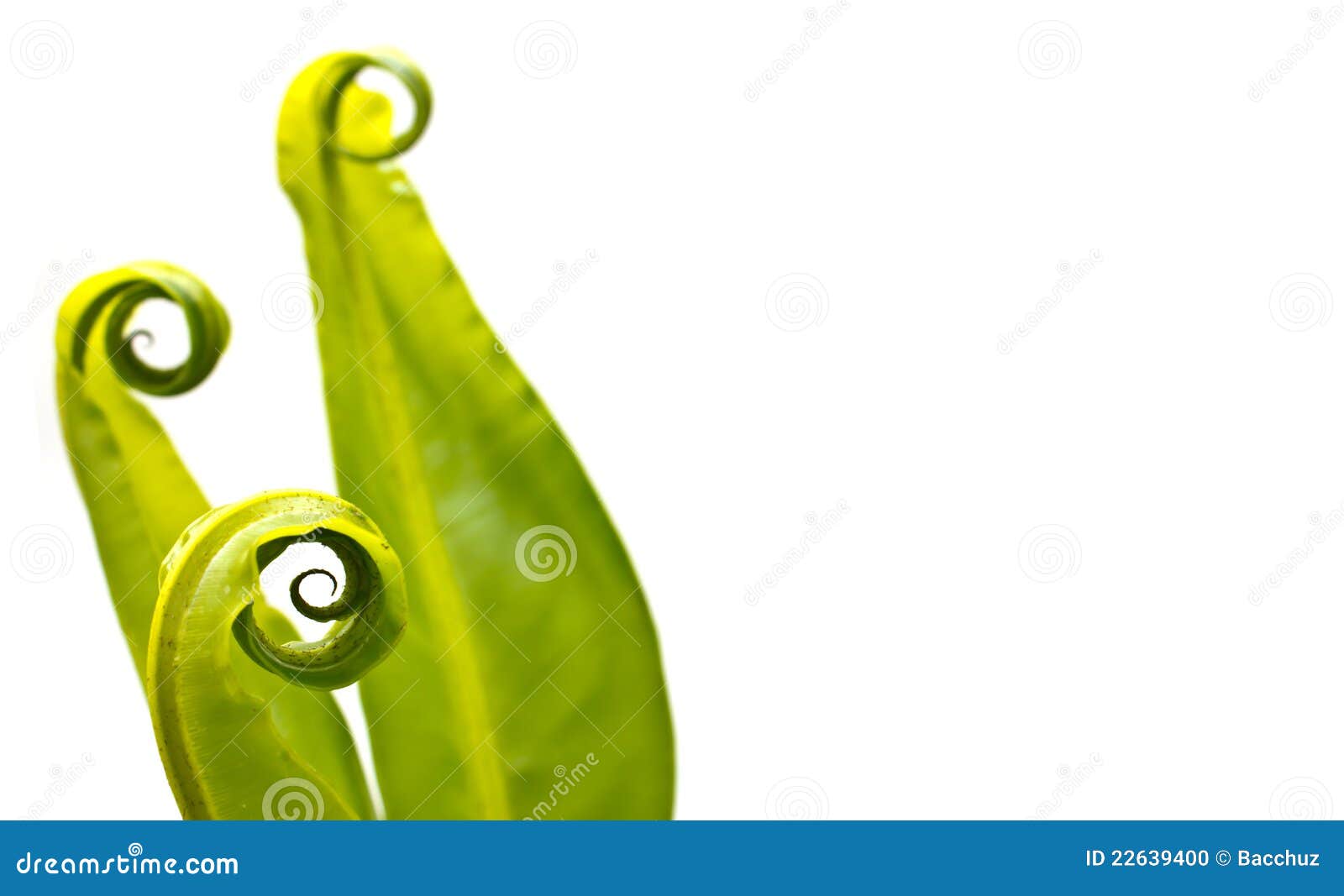 Roll leaf. stock photo. Image of plant, botanic, curve - 22639400