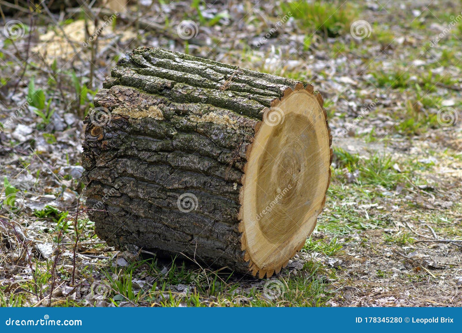 Roll made of a tree stem stock photo. Image of round - 178345280