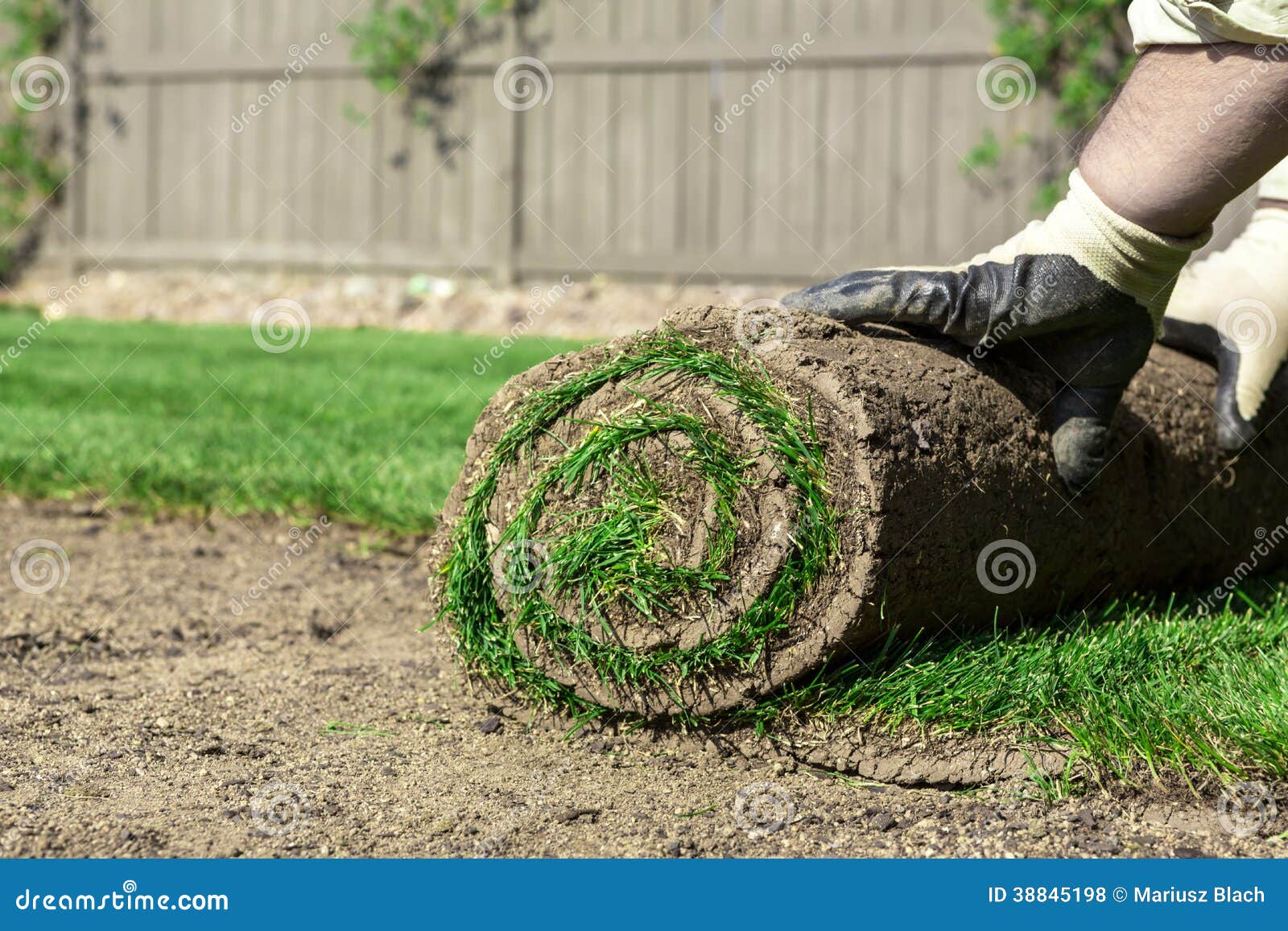 Roll of sod stock photo. Image of unroll, roll, turf - 38845198