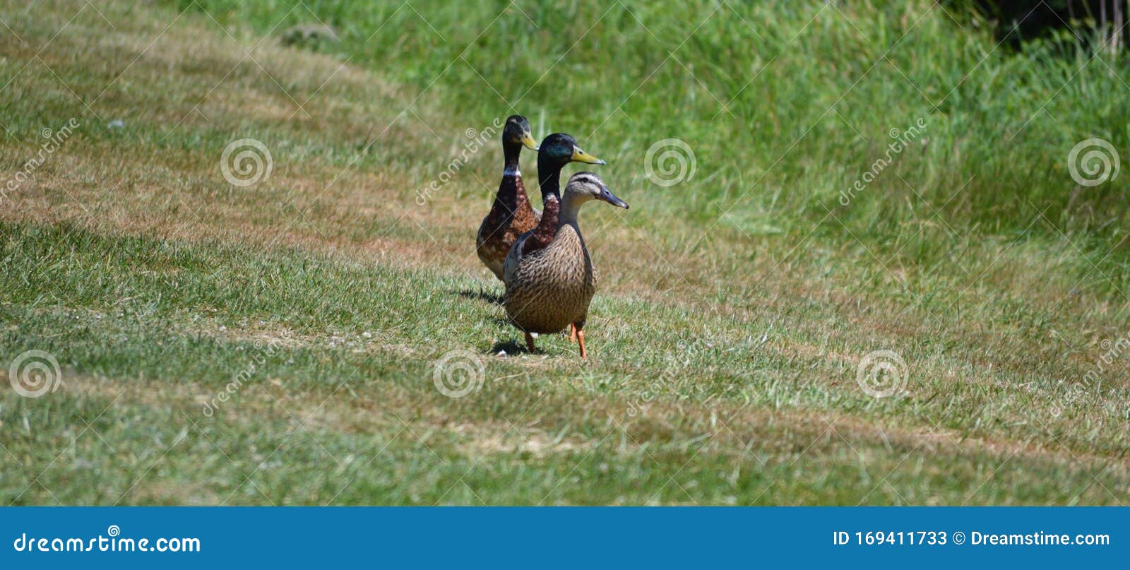 Roll up to see the duck stock image. Image of malard - 169411733